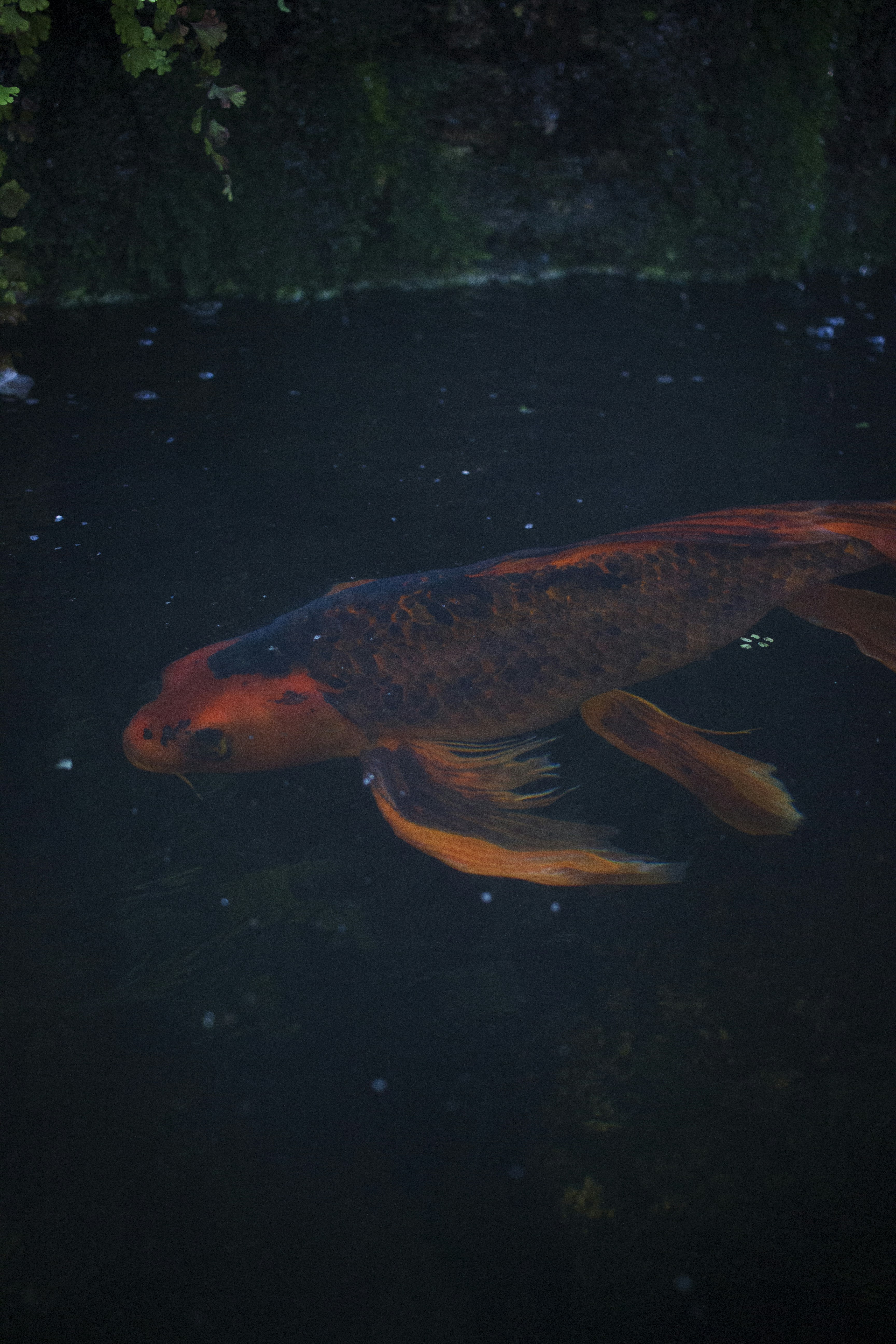 Crimson Koi Drifts Through Shadowed Pond at Dusk