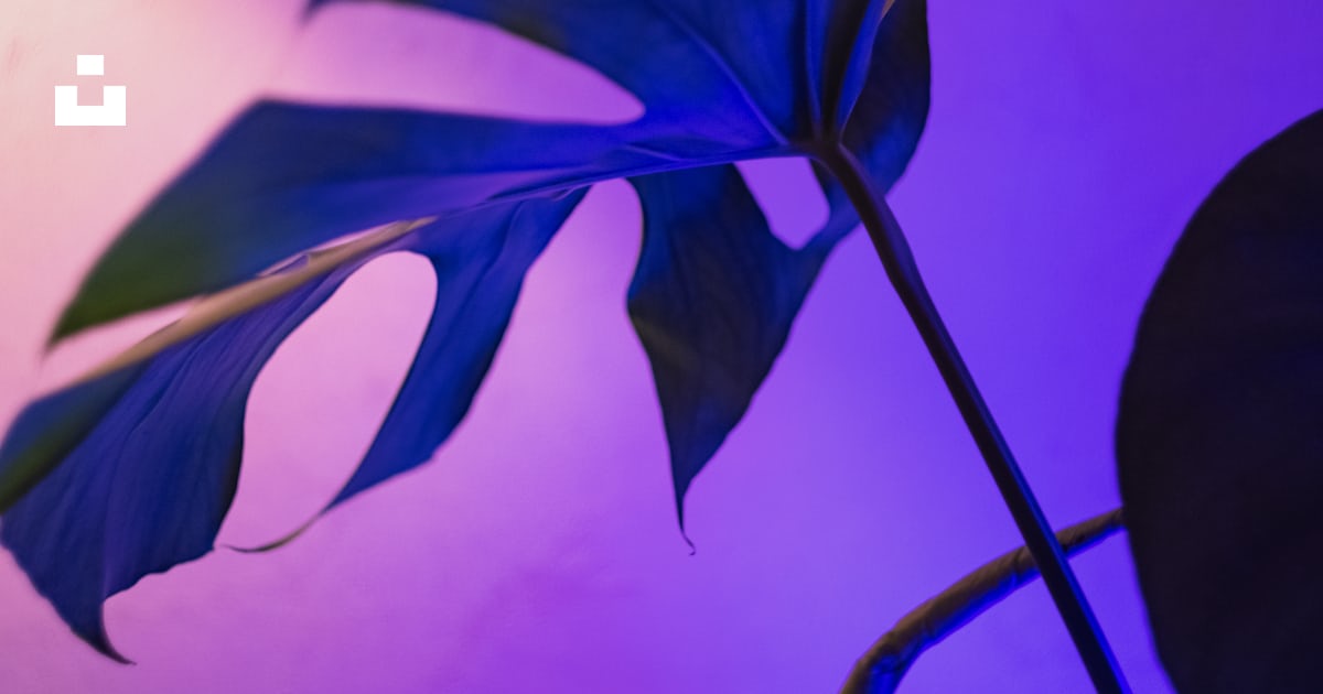 Planta De Hojas Verdes Foto Imagen De Morado Gratuita En Unsplash