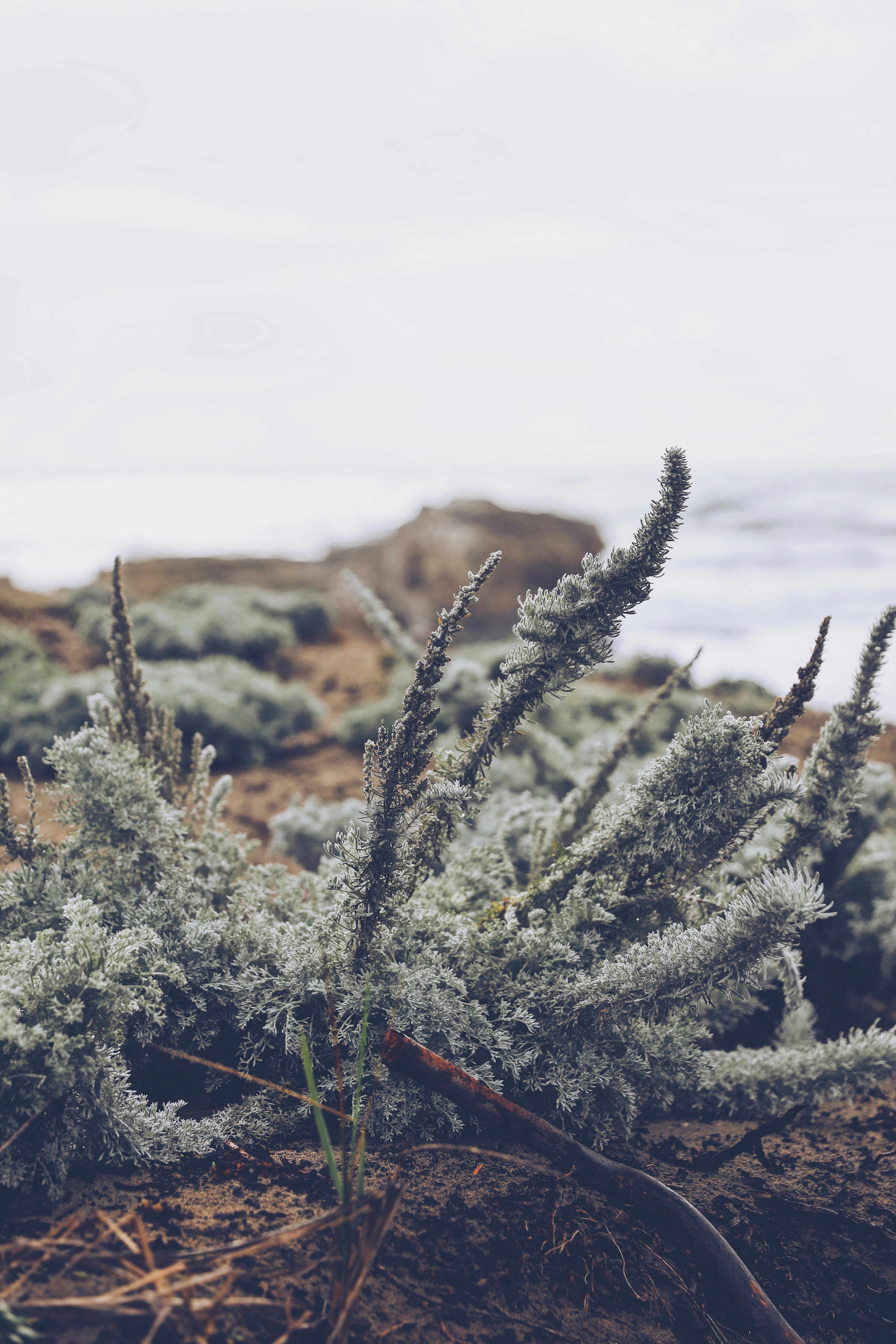 Frost-Kissed Coastal Sprigs Guard the Rugged Shoreline