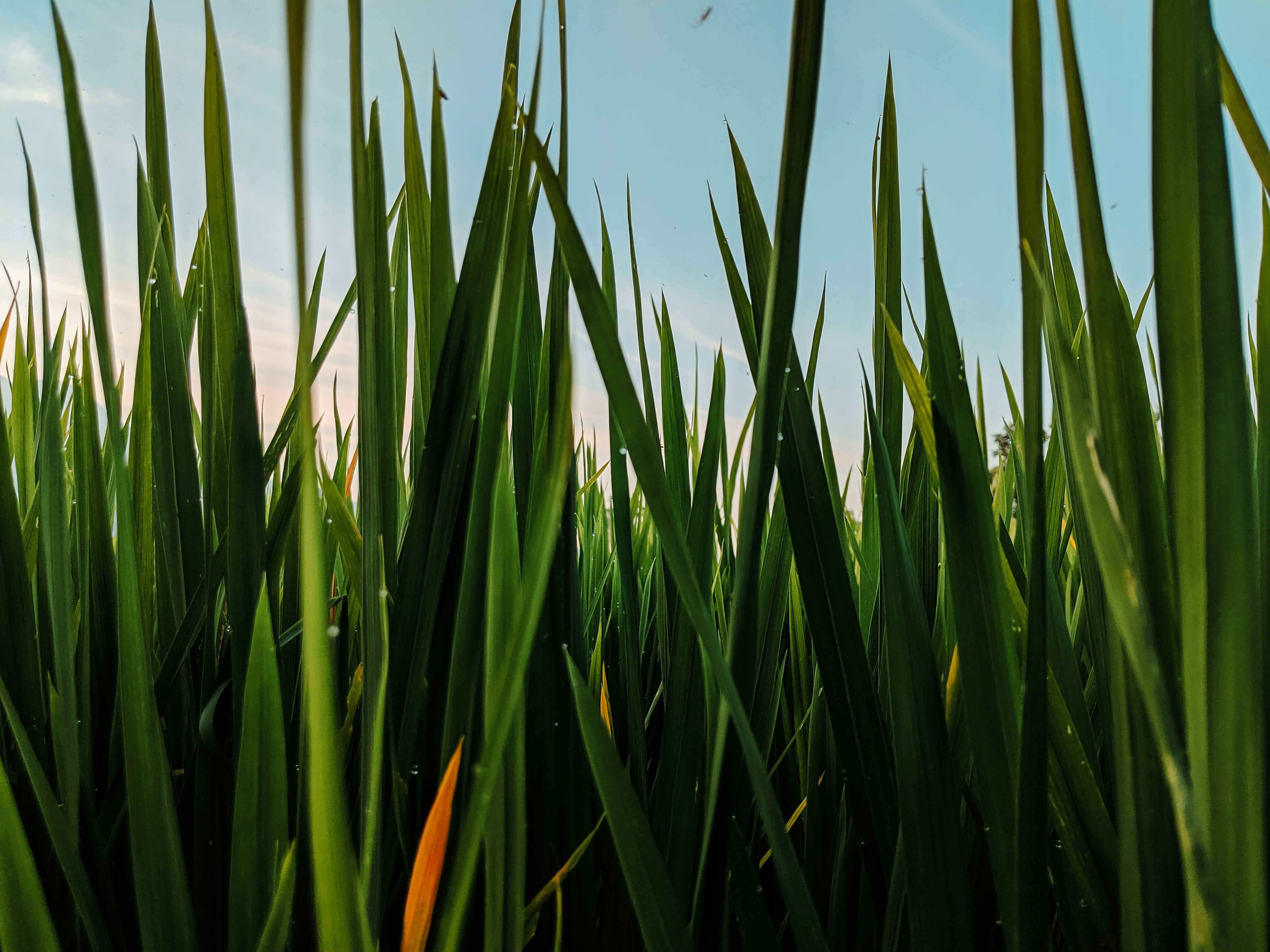 Green grasses photo – Free Sawah Image on Unsplash