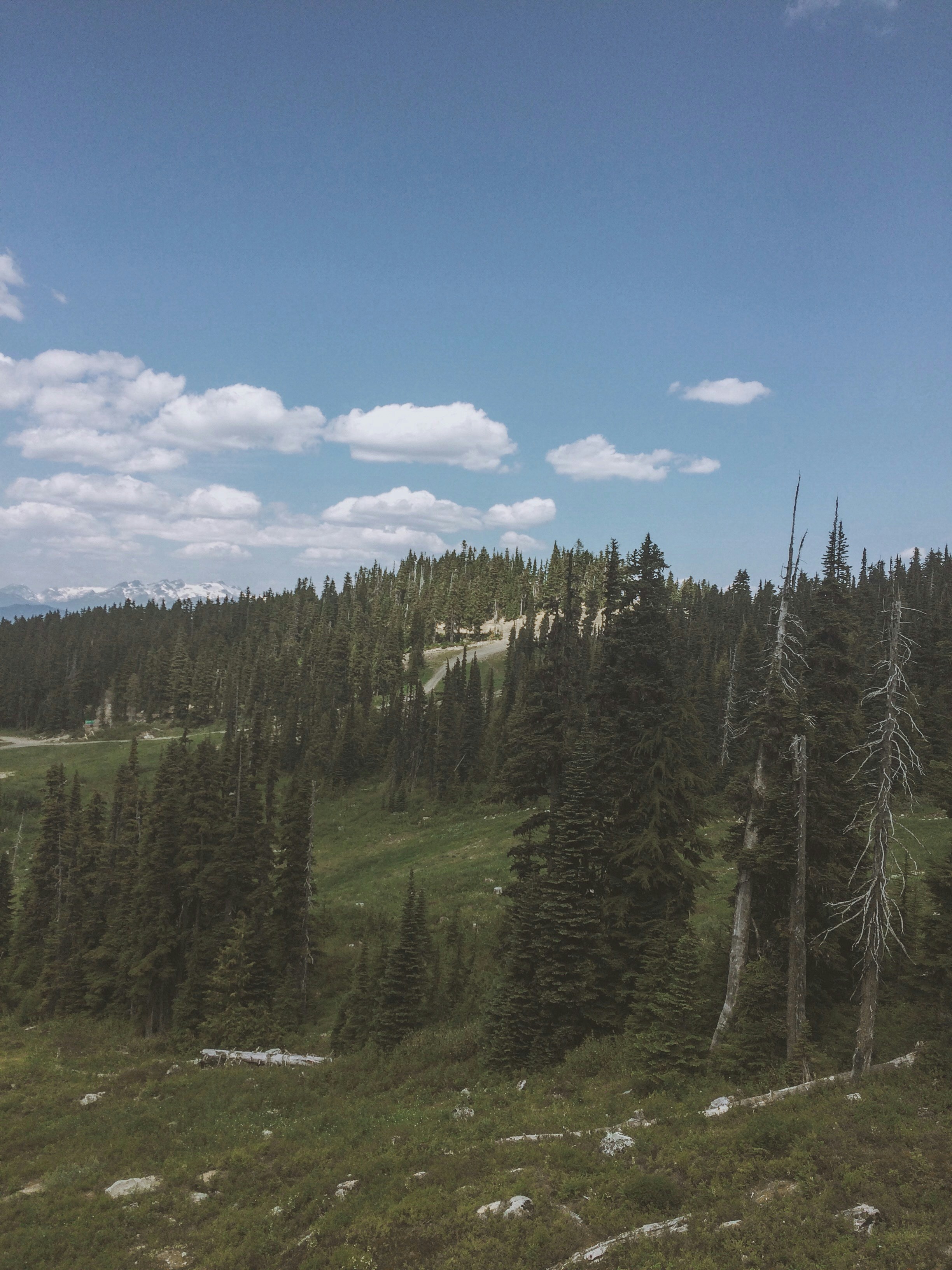 pine trees and white clouds