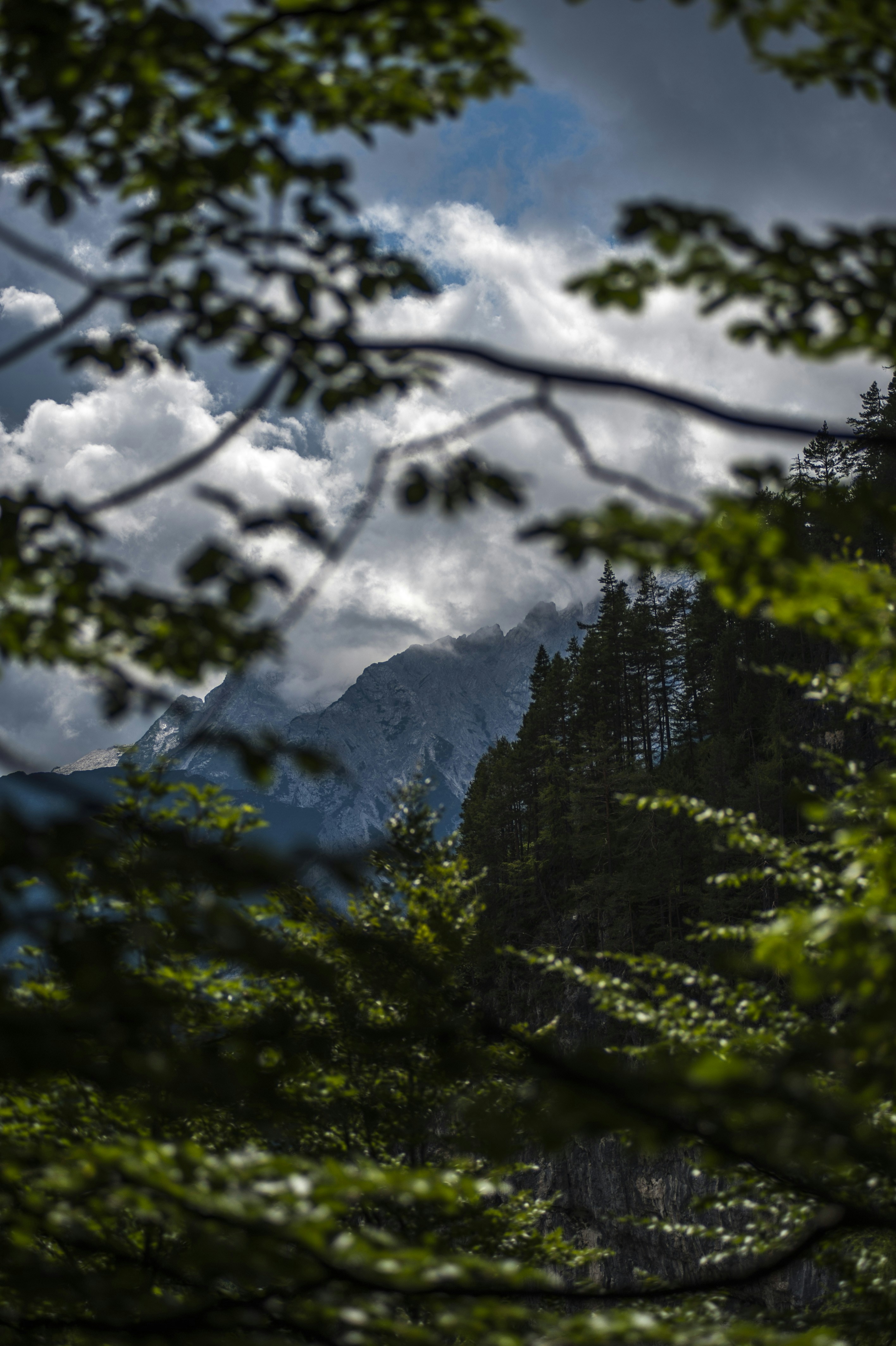 Green trees photo – Free Grey Image on Unsplash