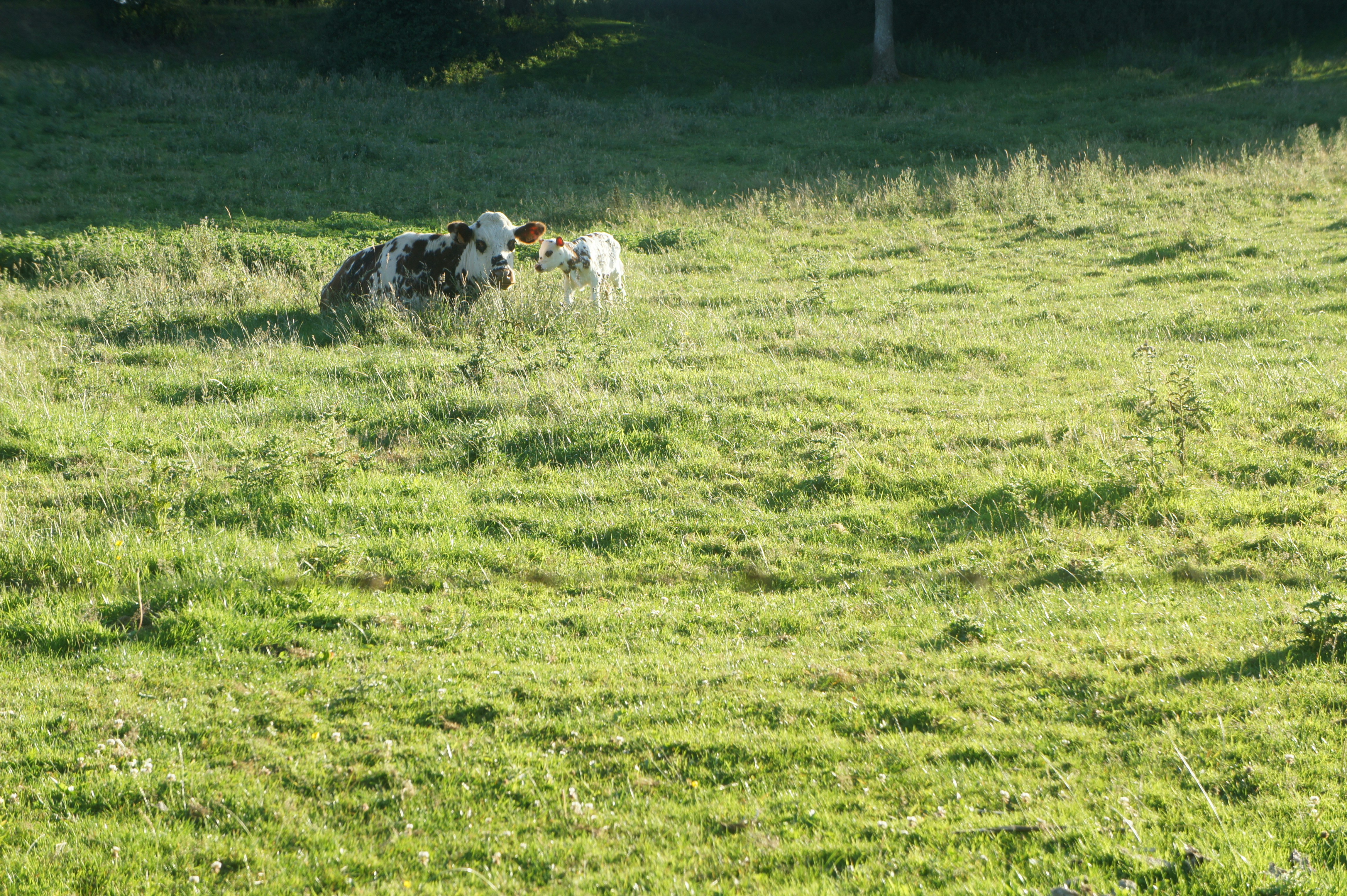 Sunlit Grazing: A Small Herd in a Quiet Meadow