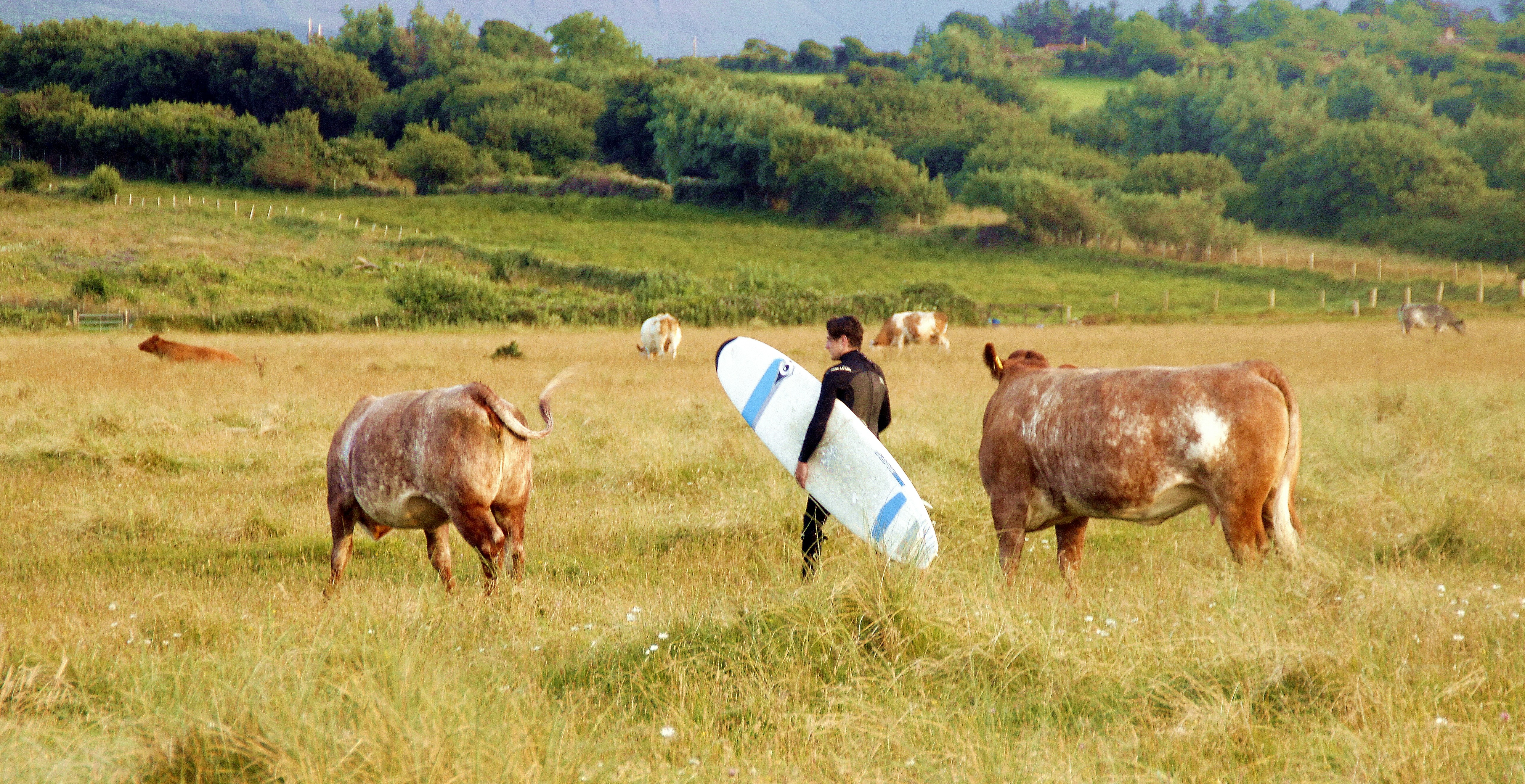 Surfer with blue-and-white board navigates a pastoral shoreline amid grazing cows
