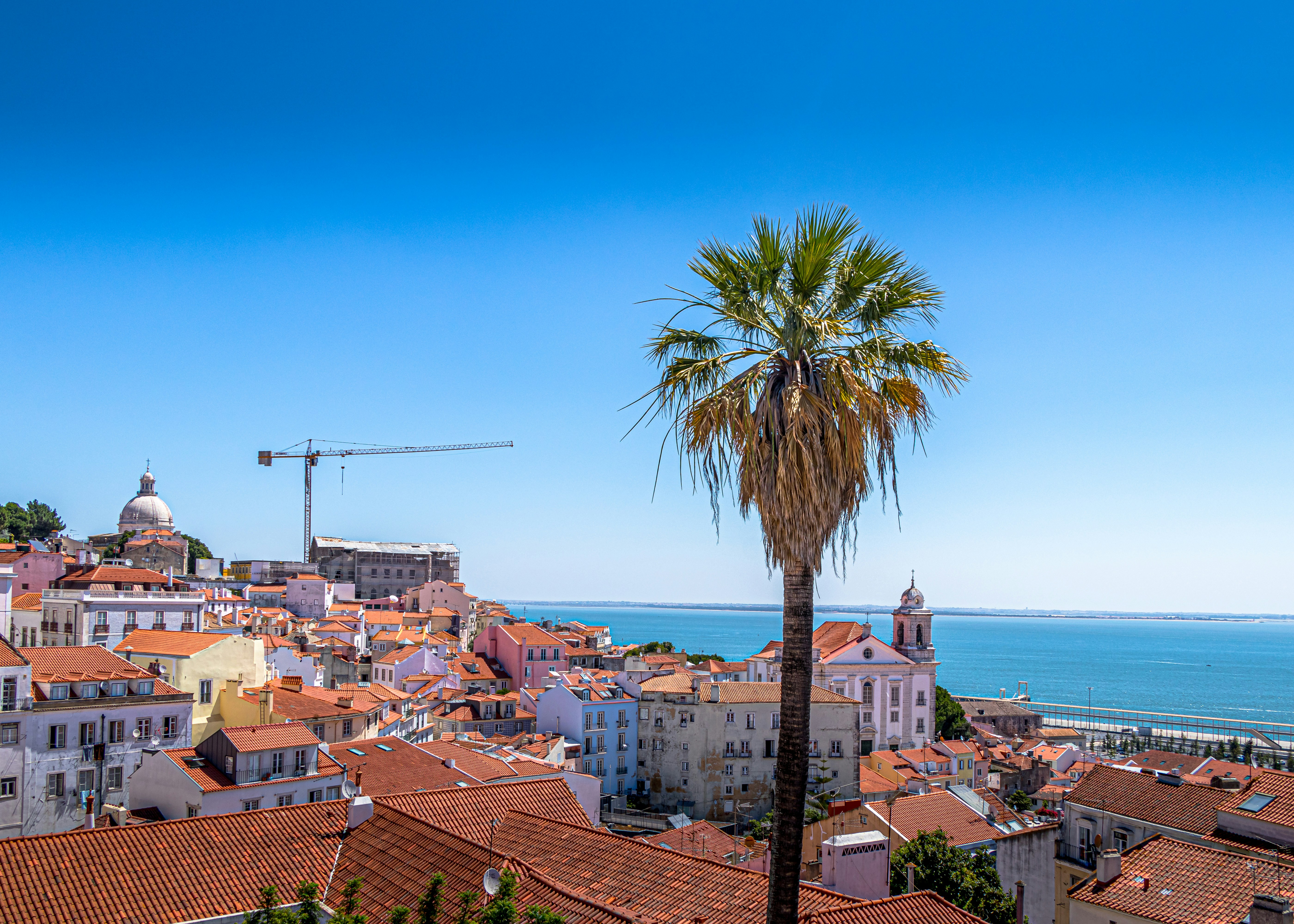 A vibrant view of Lisbon's rooftops with a palm tree in the foreground, showcasing the blend of architecture and coastal scenery.