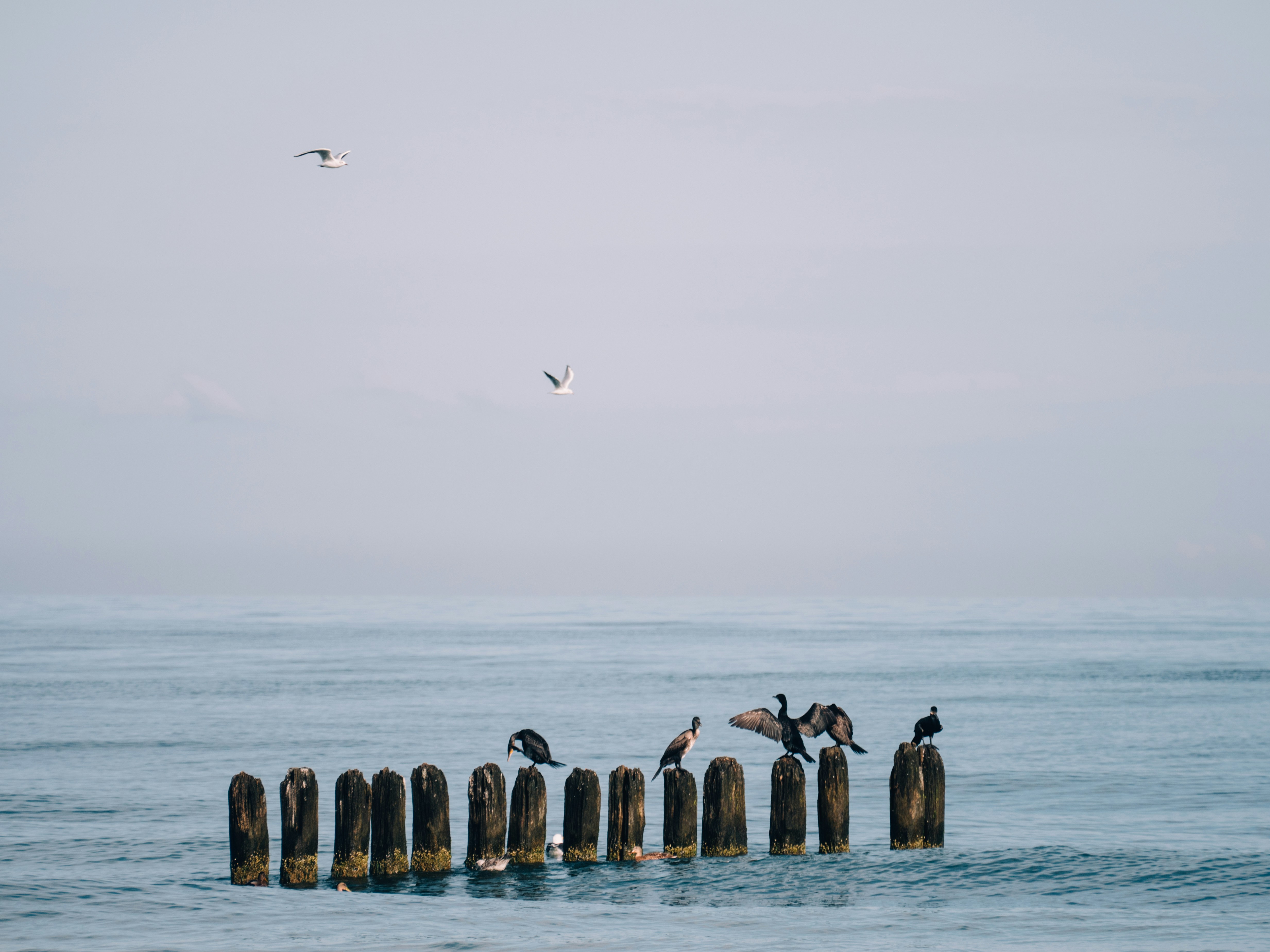 Seaside Docks: Seabirds Rest Along Weathered Pilings at Dawn