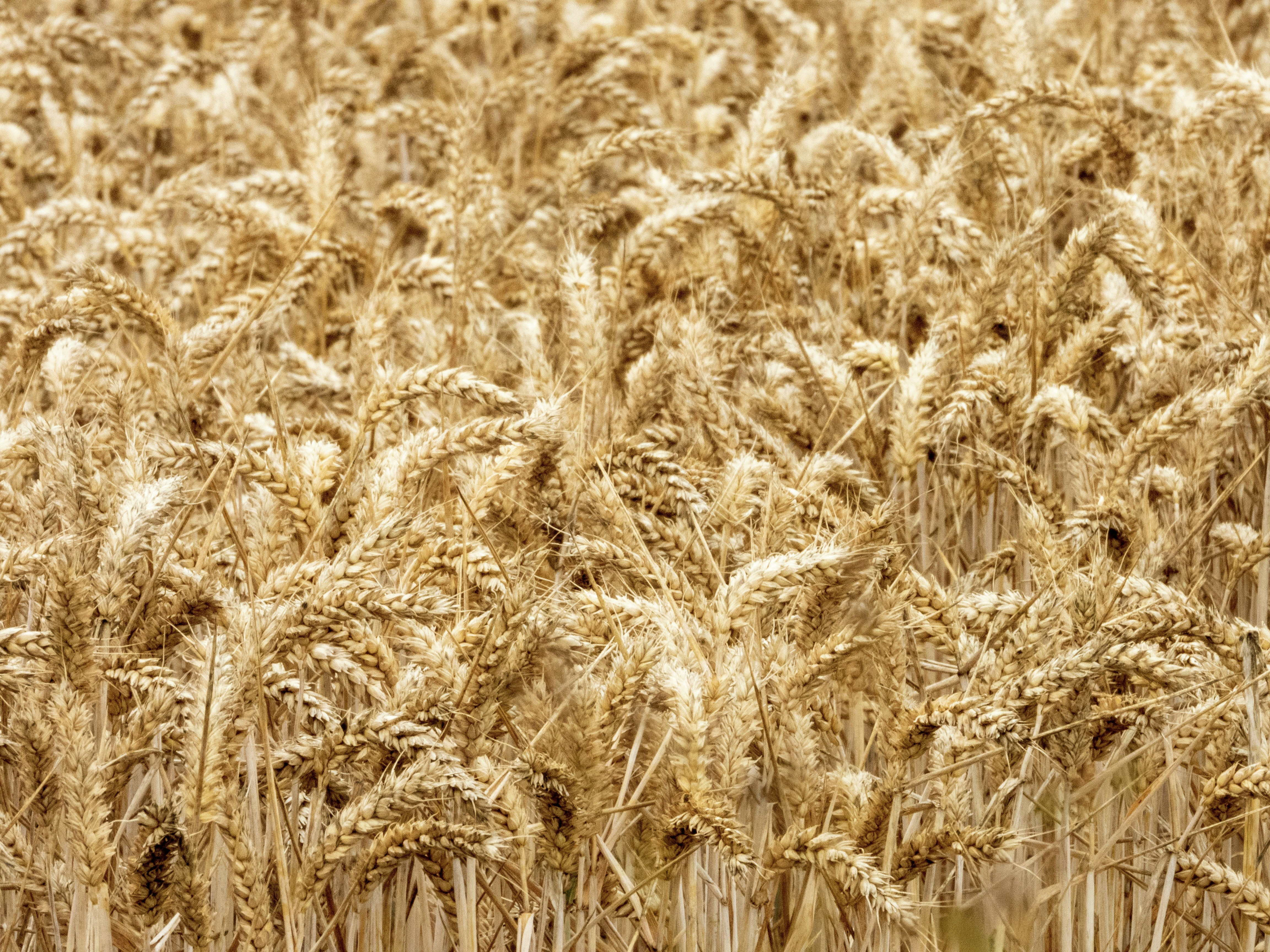 Dense golden wheat heads fill the frame, bathed in warm amber sunlight. A close, natural photograph emphasizing texture and the rhythm of the crop.