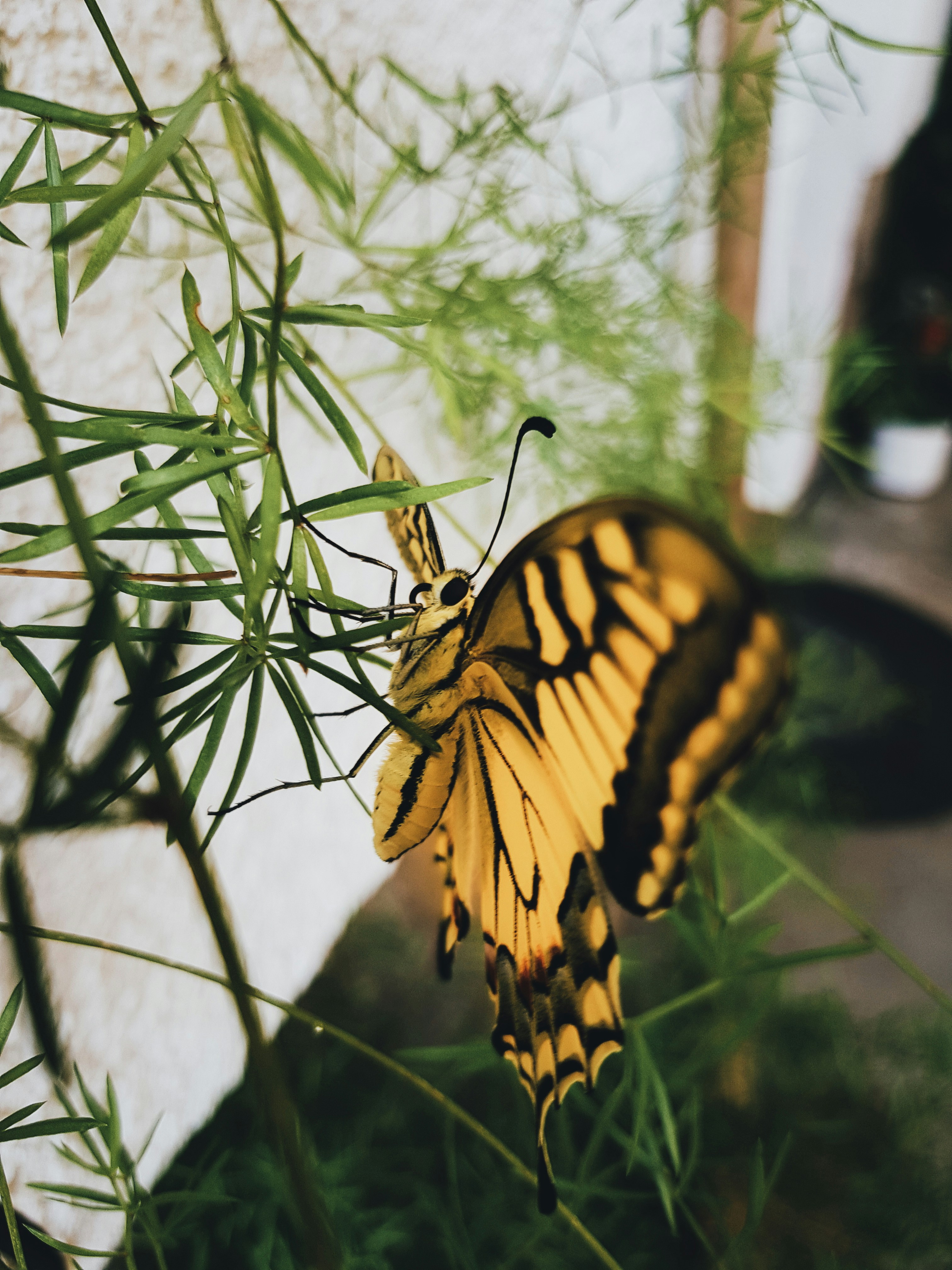 Macro photograph of a tiger swallowtail butterfly perched on wispy green stems in a garden. The shallow depth of field makes the insect stand out against a soft, blurred background.