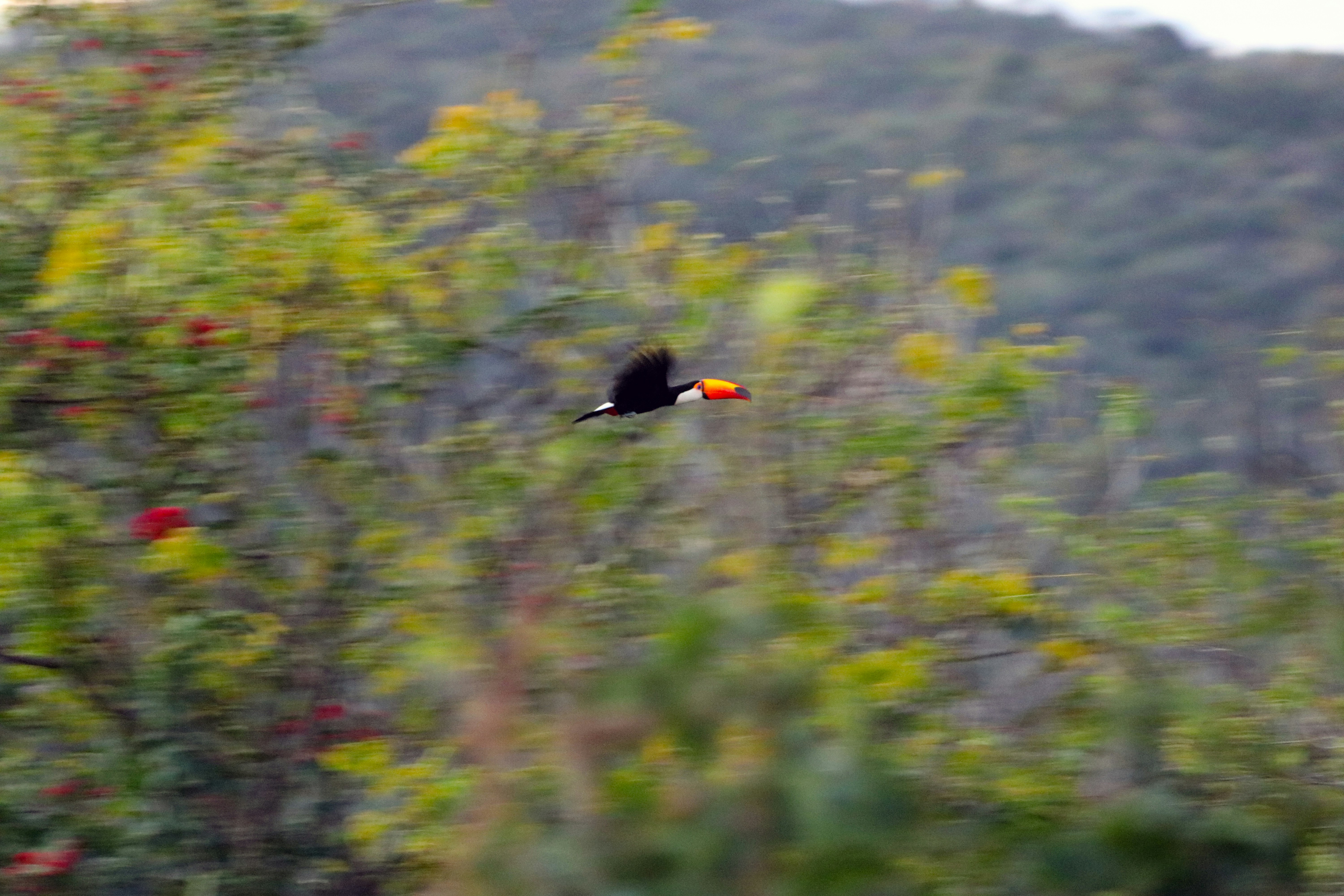 Blurry Canyon Flight: A Toucanlike Bird in Flight Over Flora