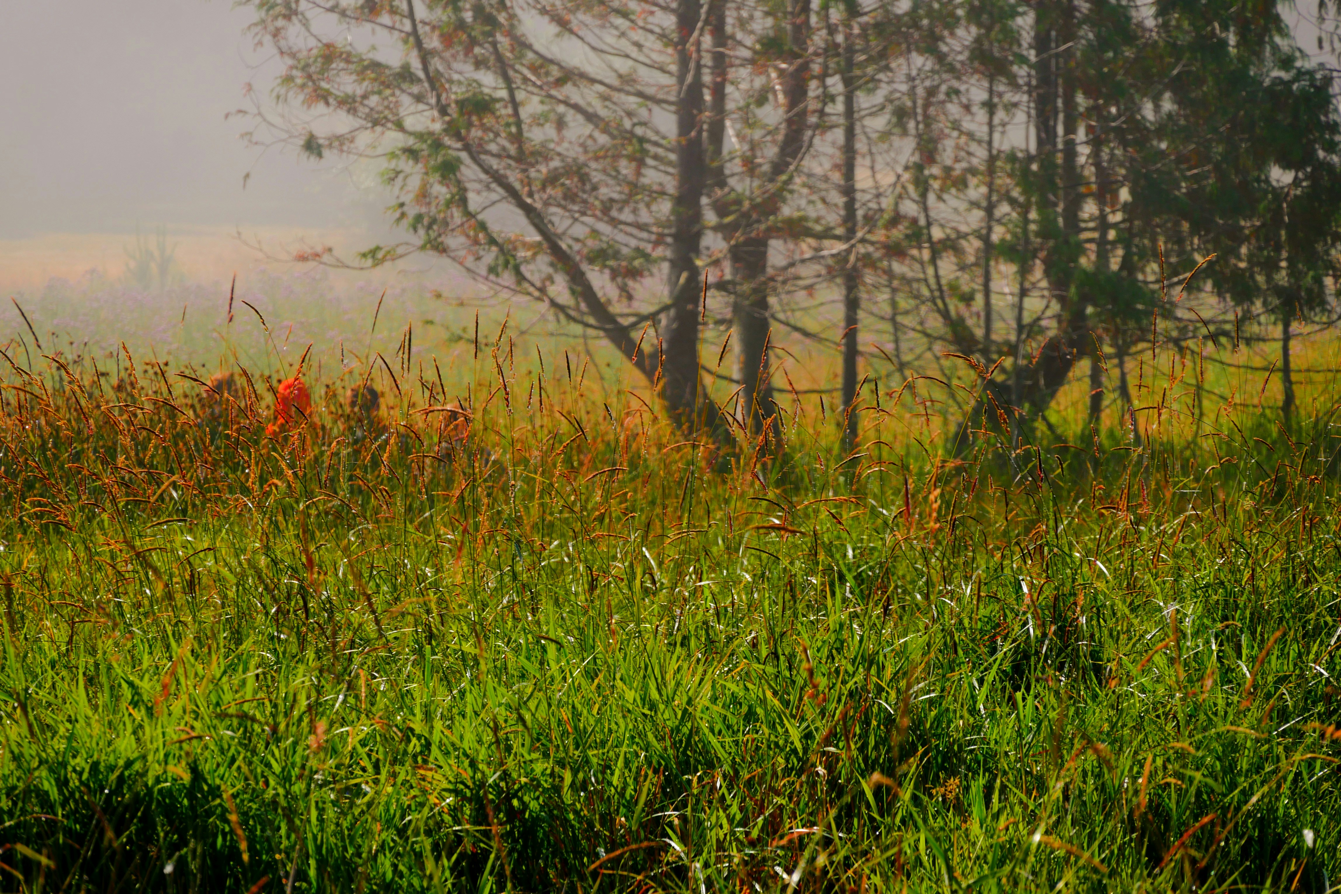 Vibrant green grass sways gently in a misty meadow, with hints of autumn colors peeking through the fog. A serene natural landscape evokes tranquility.