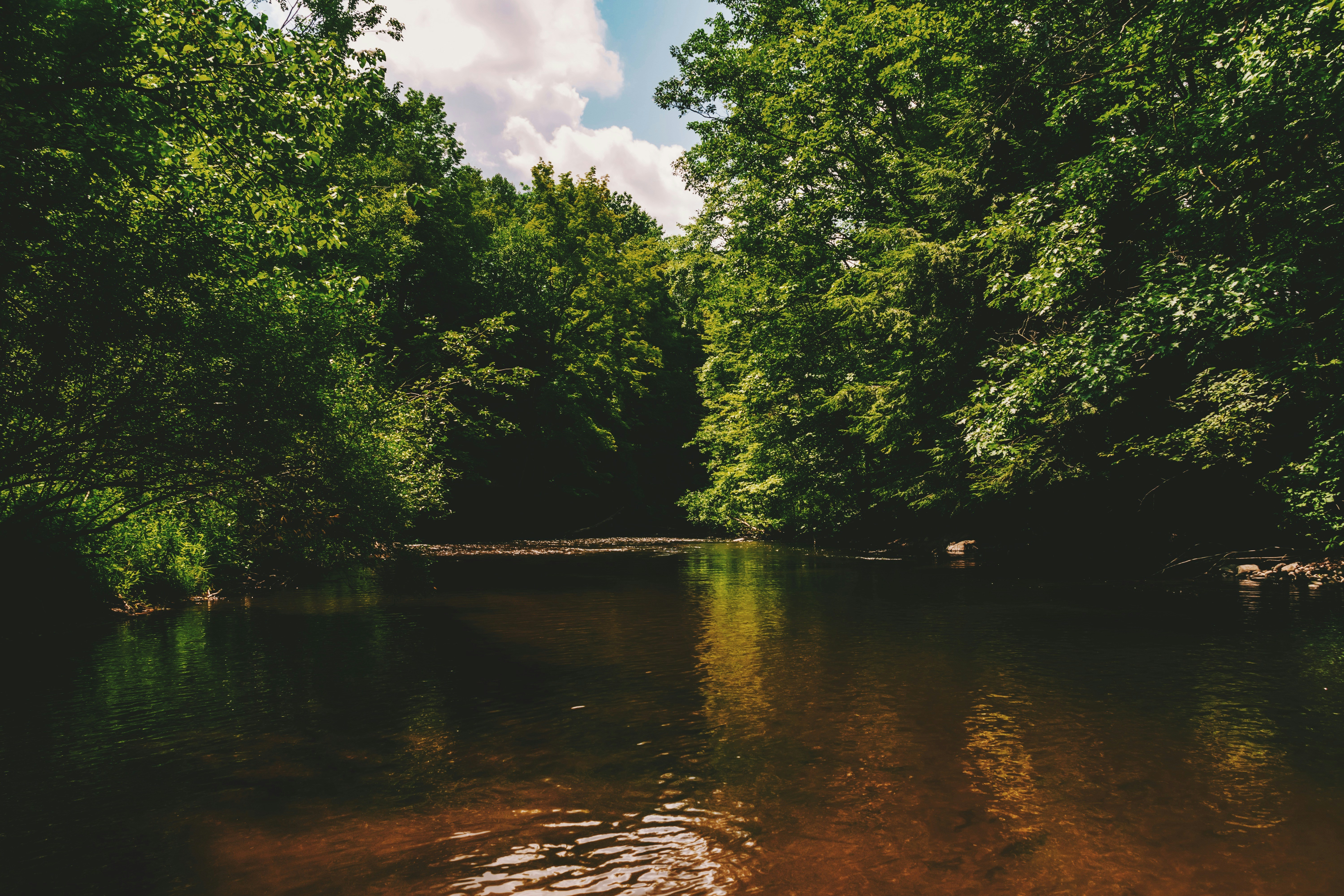 Green trees inline of river photo – Free Trees Image on Unsplash
