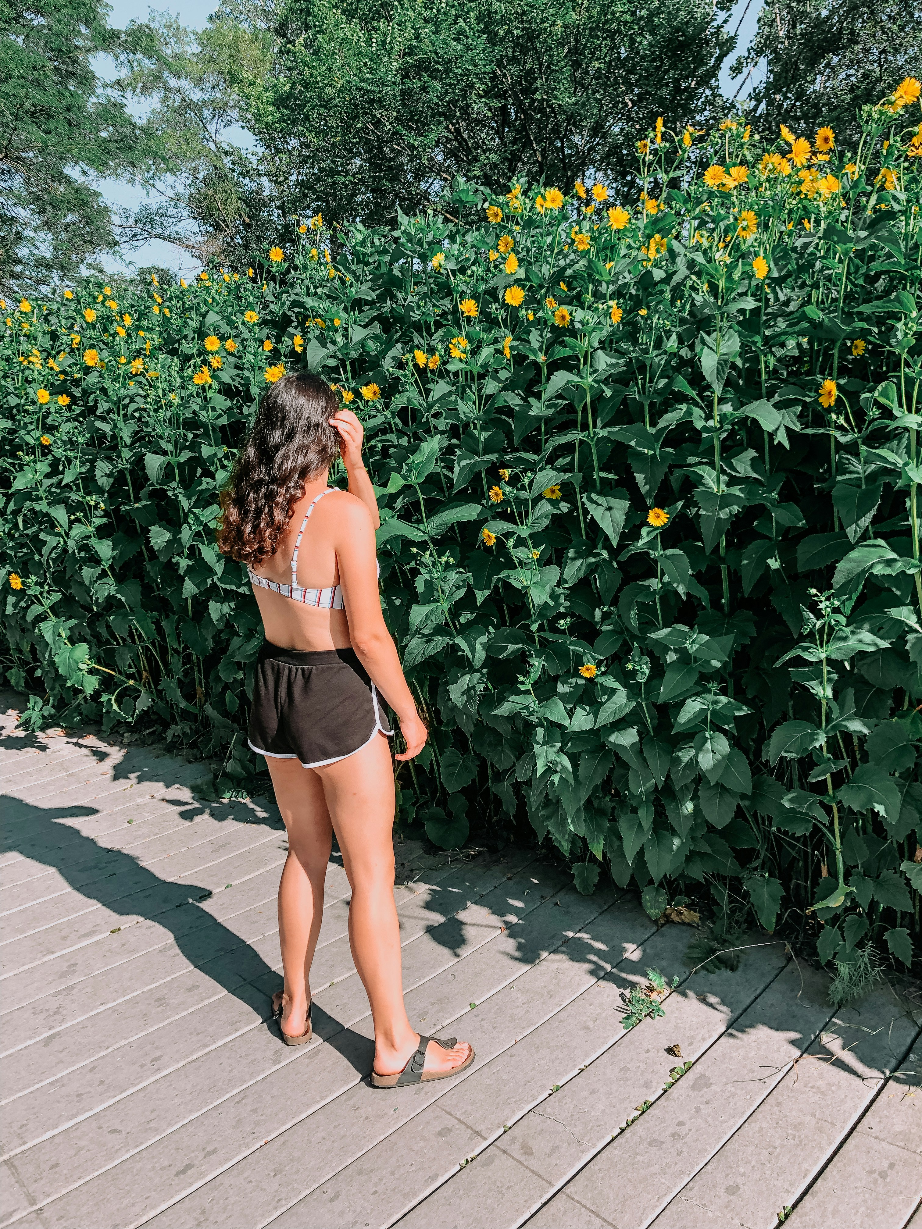 Beside a Sunflower Wall: A Sunlit Moment on the Boardwalk