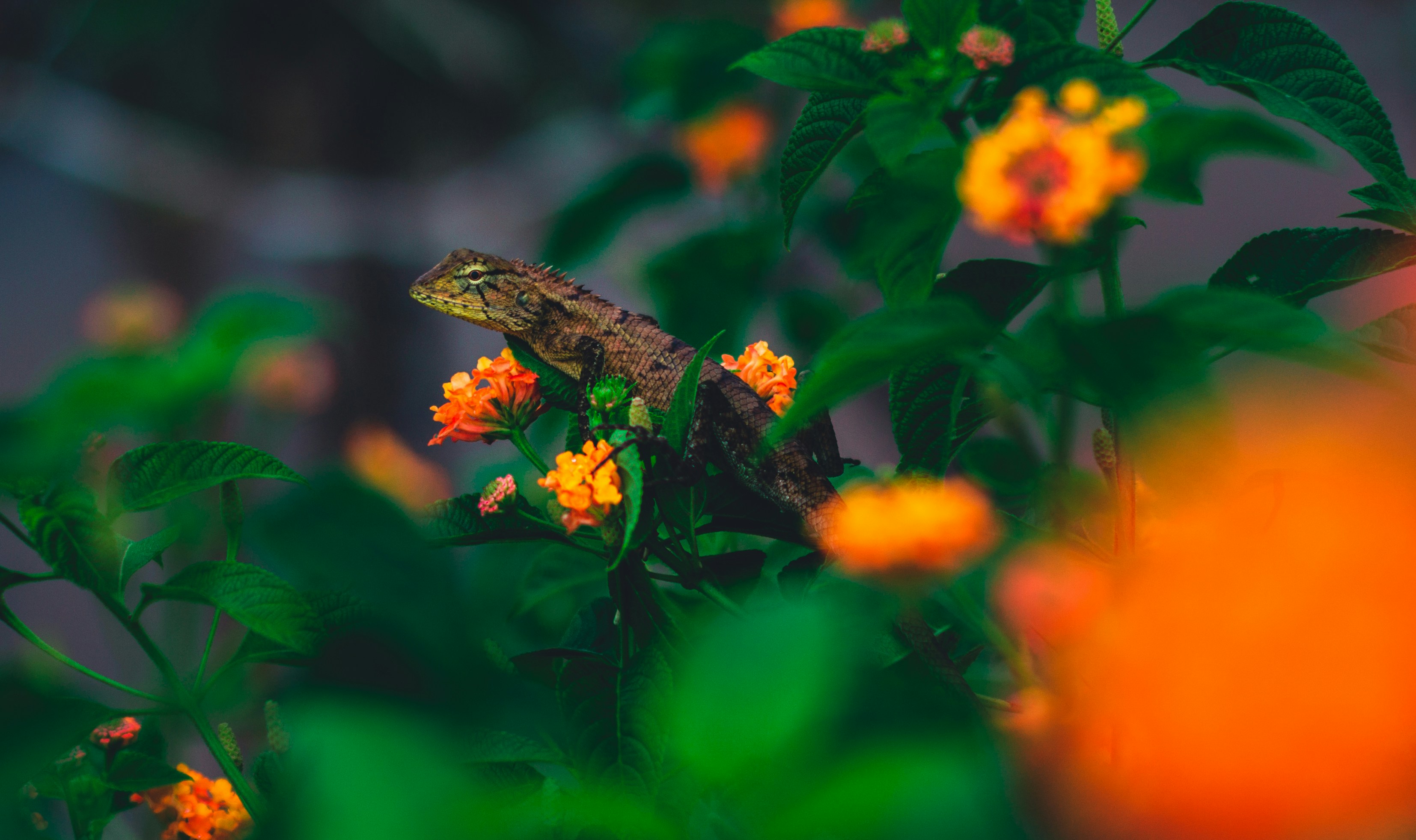 Camouflaged Lizard on a Flower-Studded Branch