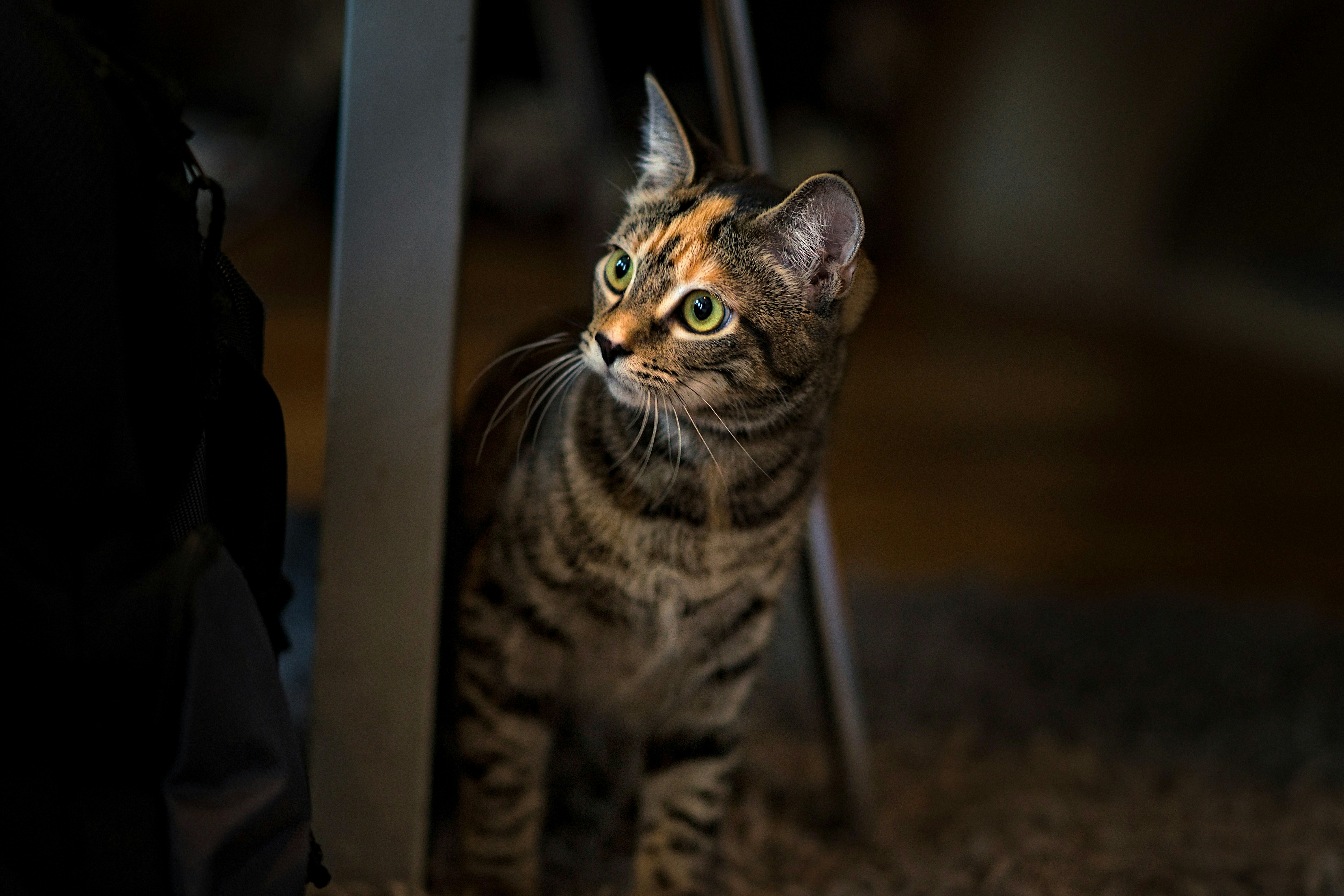 Foto Kucing coklat di bawah meja – Gambar Kucing Gratis di Unsplash