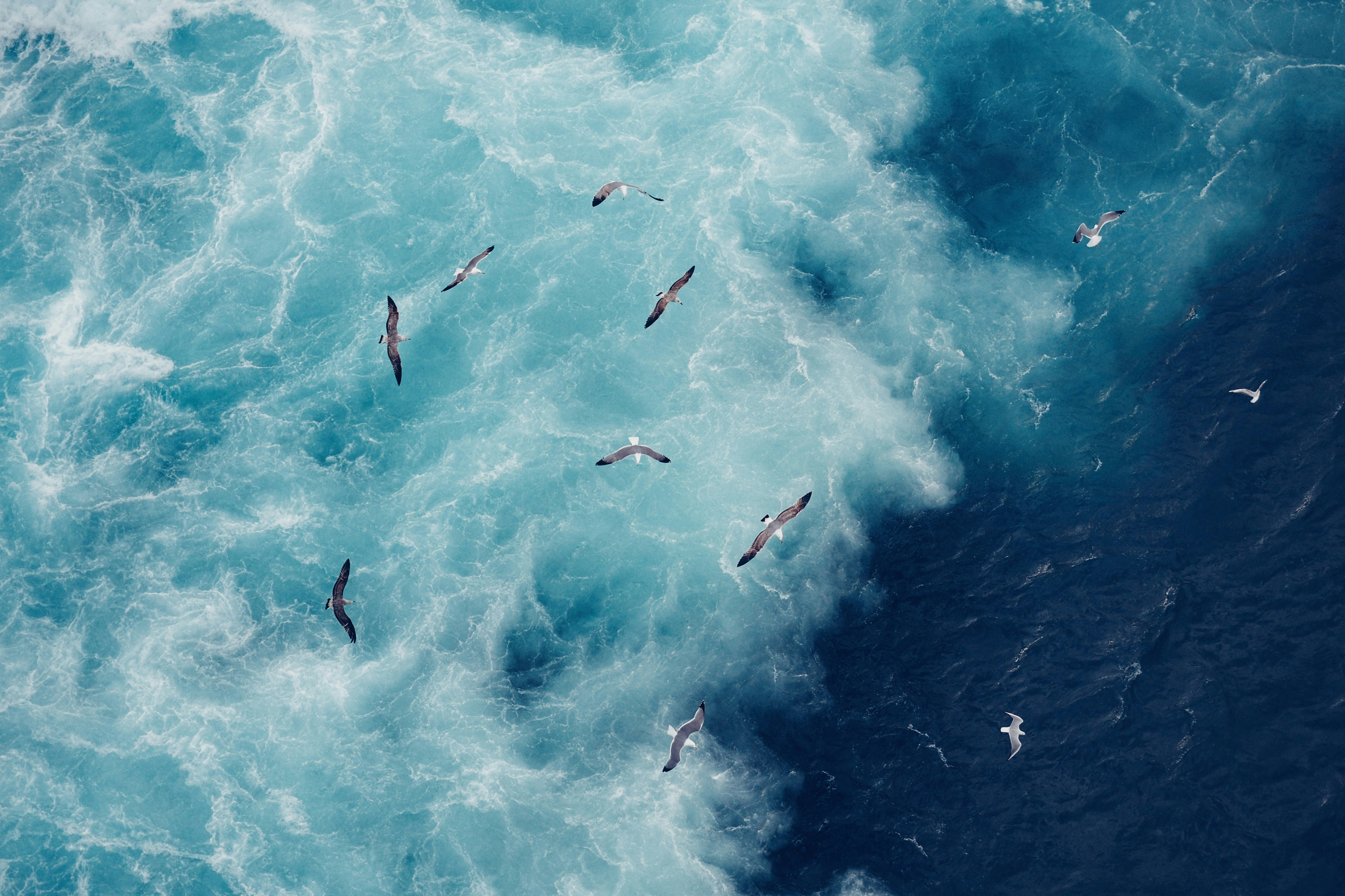 Turquoise Crest: Seabirds Glide Over the Ocean's Foamy Edge