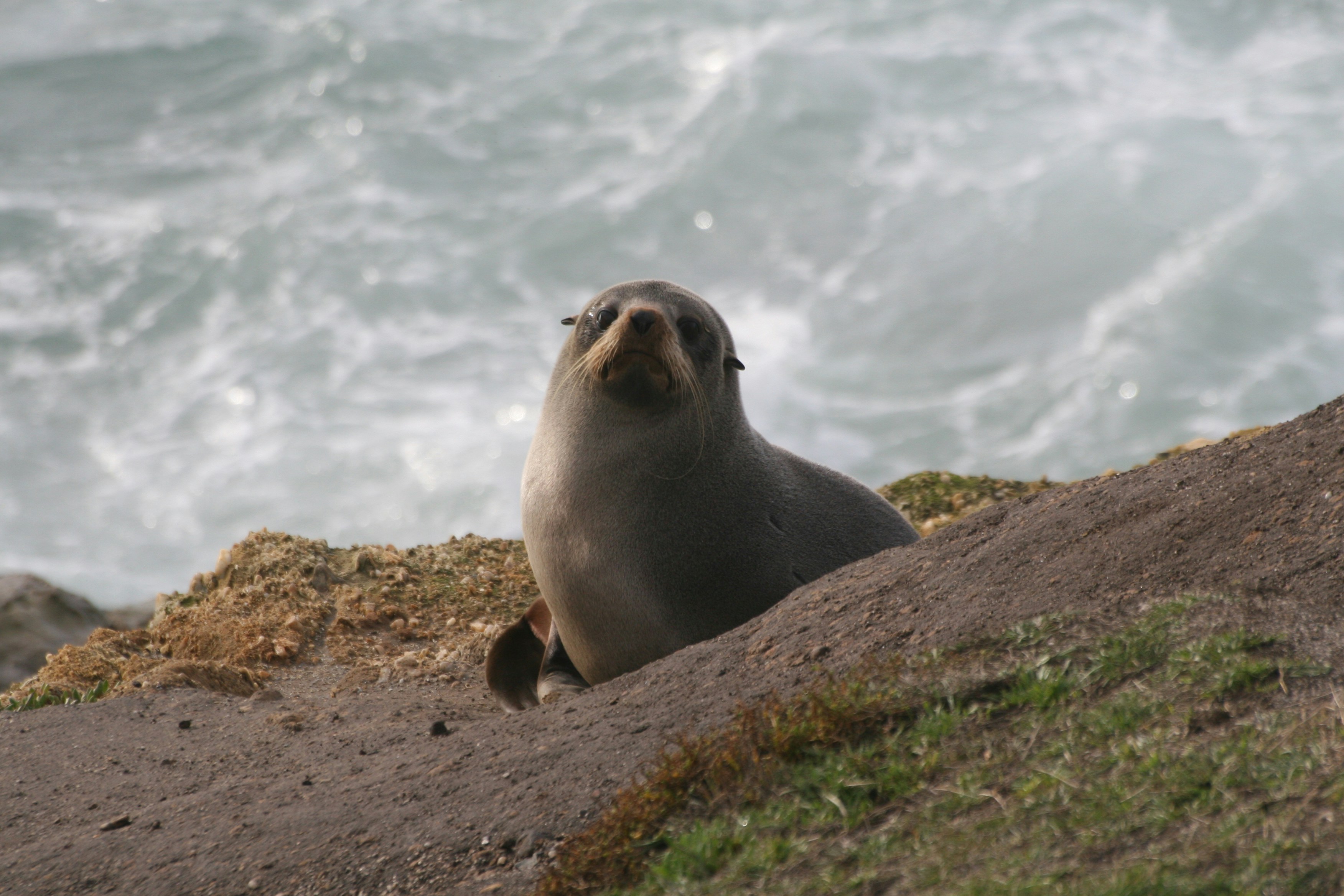 Curious Seal on a Mossy Cliffside as Ocean Wash Rolls In