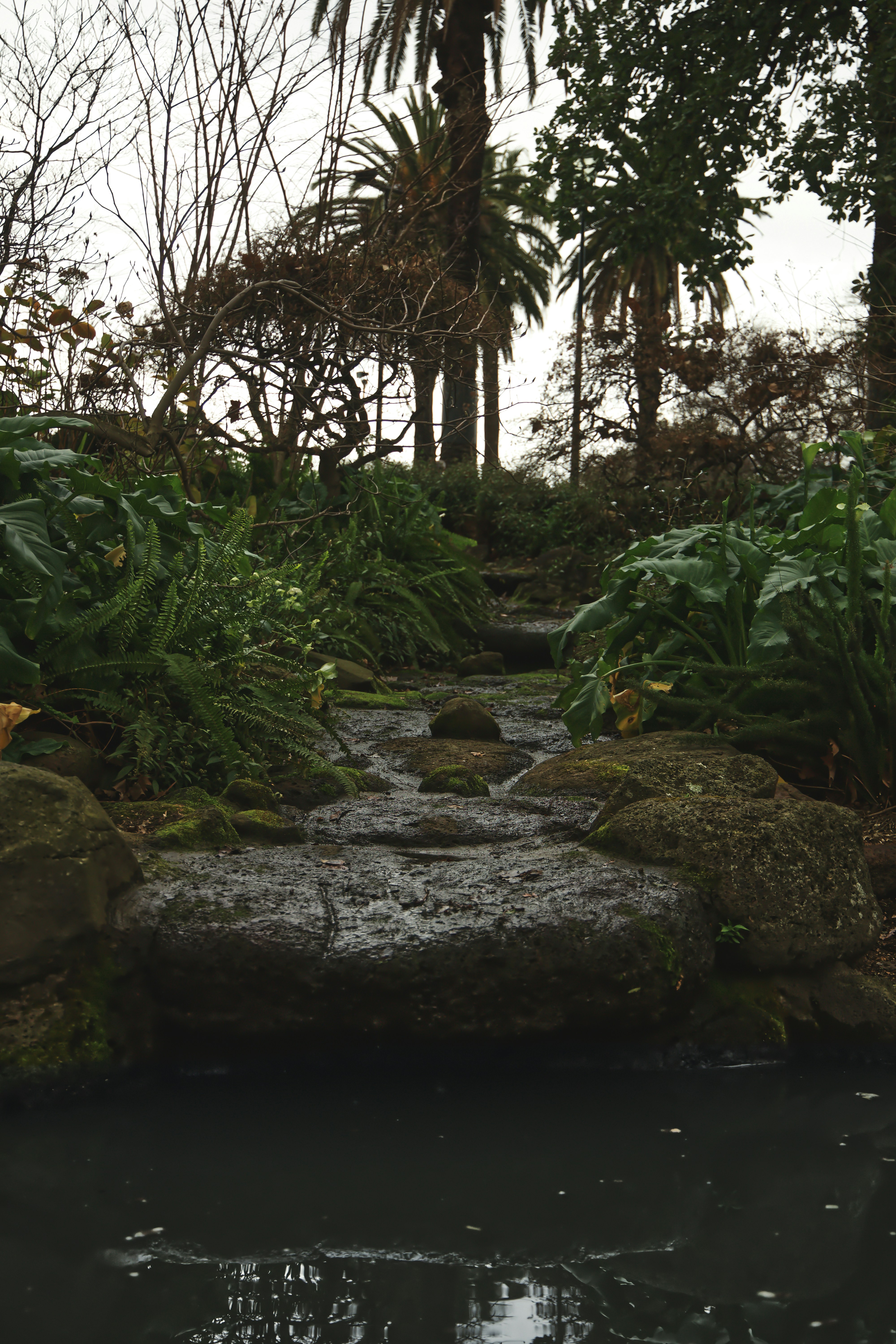 A tranquil stone pathway winding through lush greenery, framed by palm trees and delicate branches. The scene evokes a sense of calm and connection to nature.