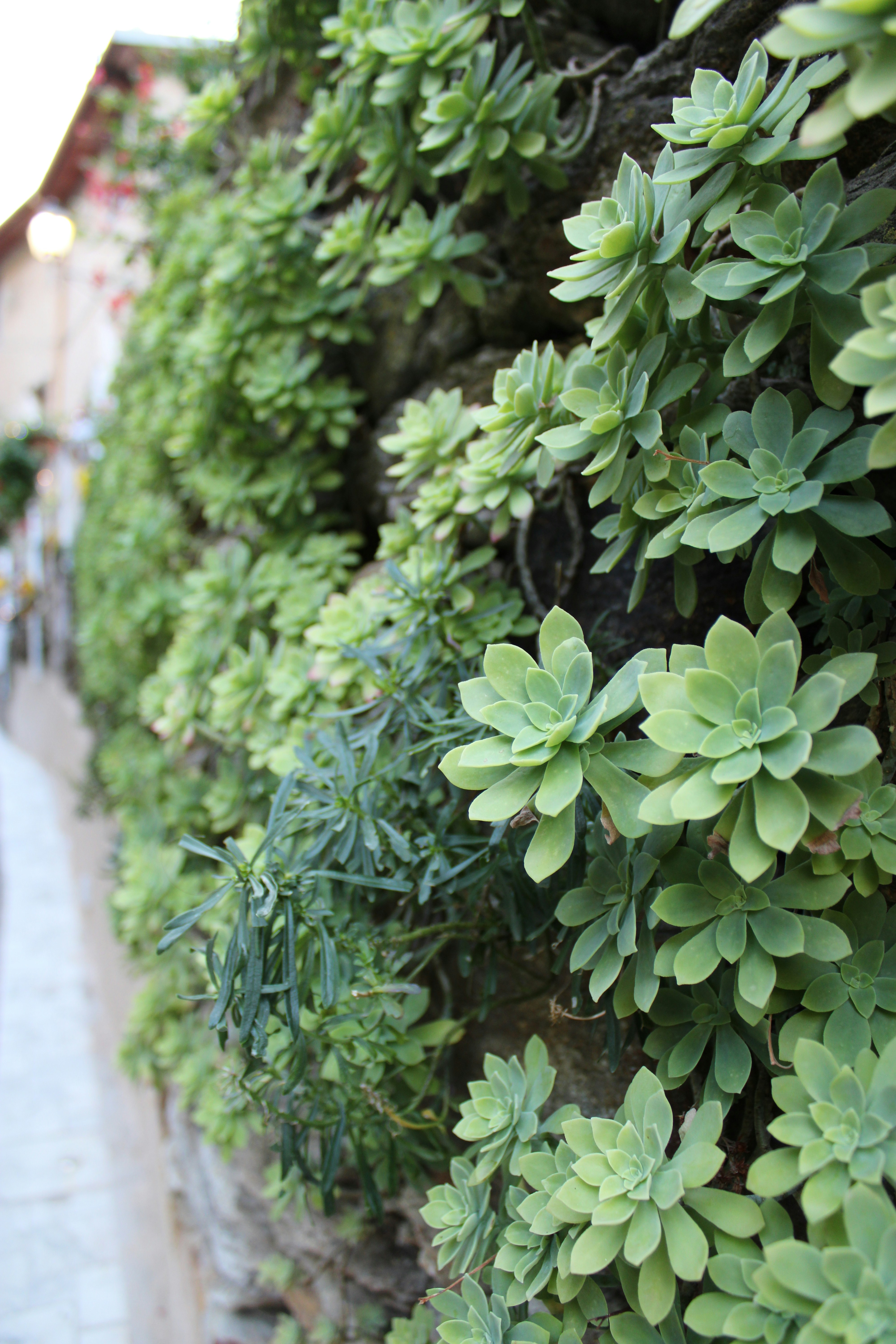 Urban Succulent Wall: Close-Up of Green Rosette Plants Clinging to a Shaded Facade