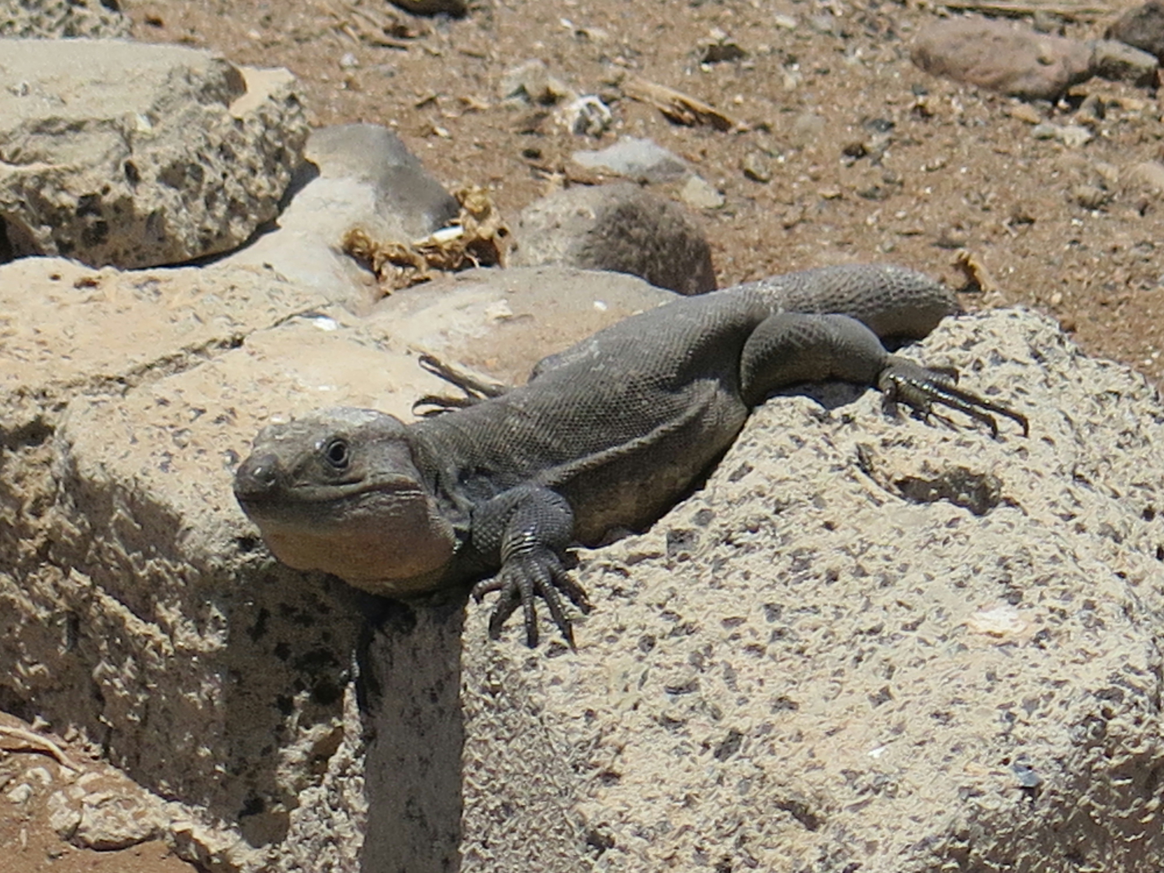 A lizard resting on a sun-warmed rock, blending into its arid surroundings with a keen gaze.