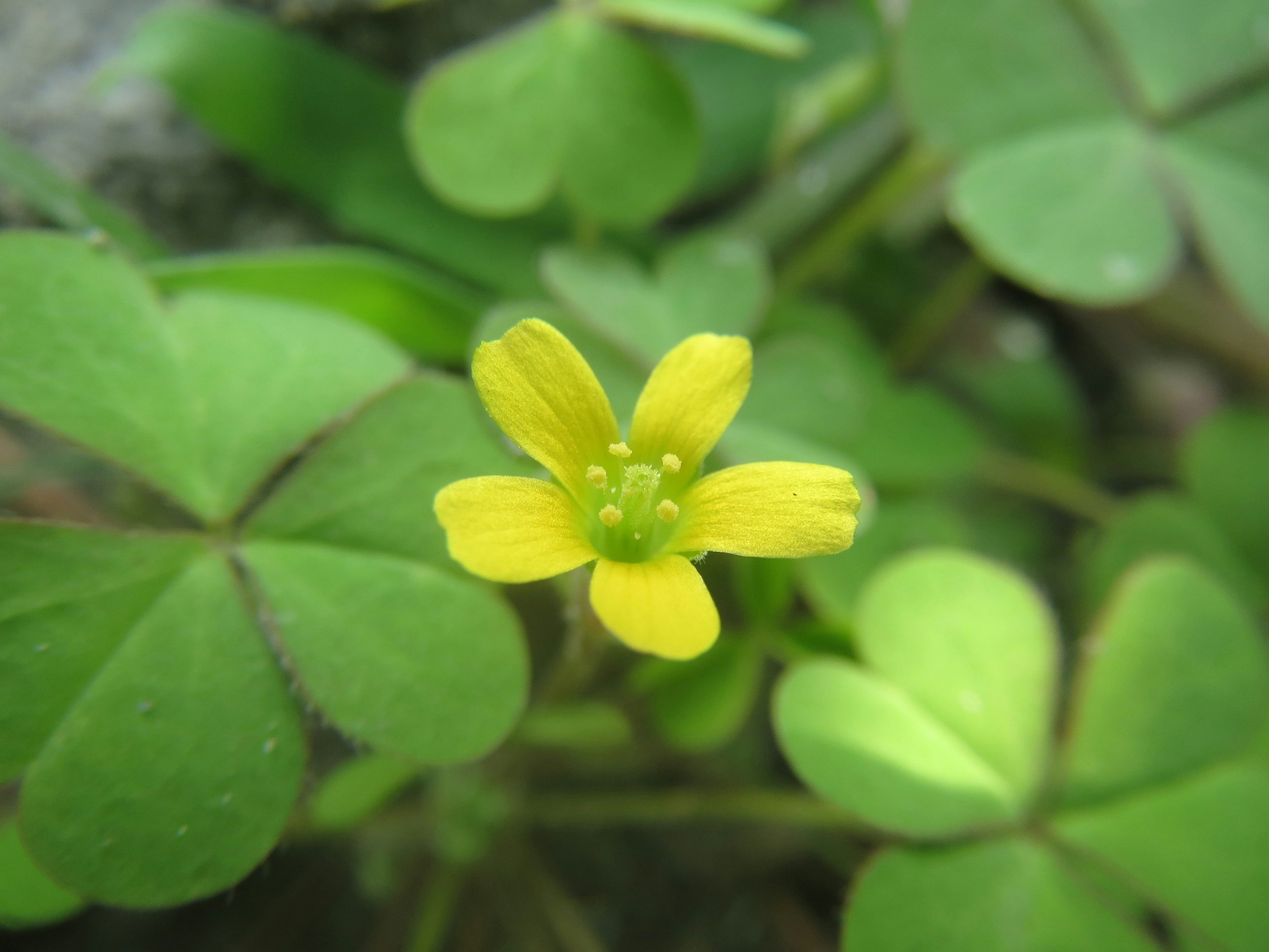 Selective focus photo of yellow oxalis flower in bloom during daytime ...