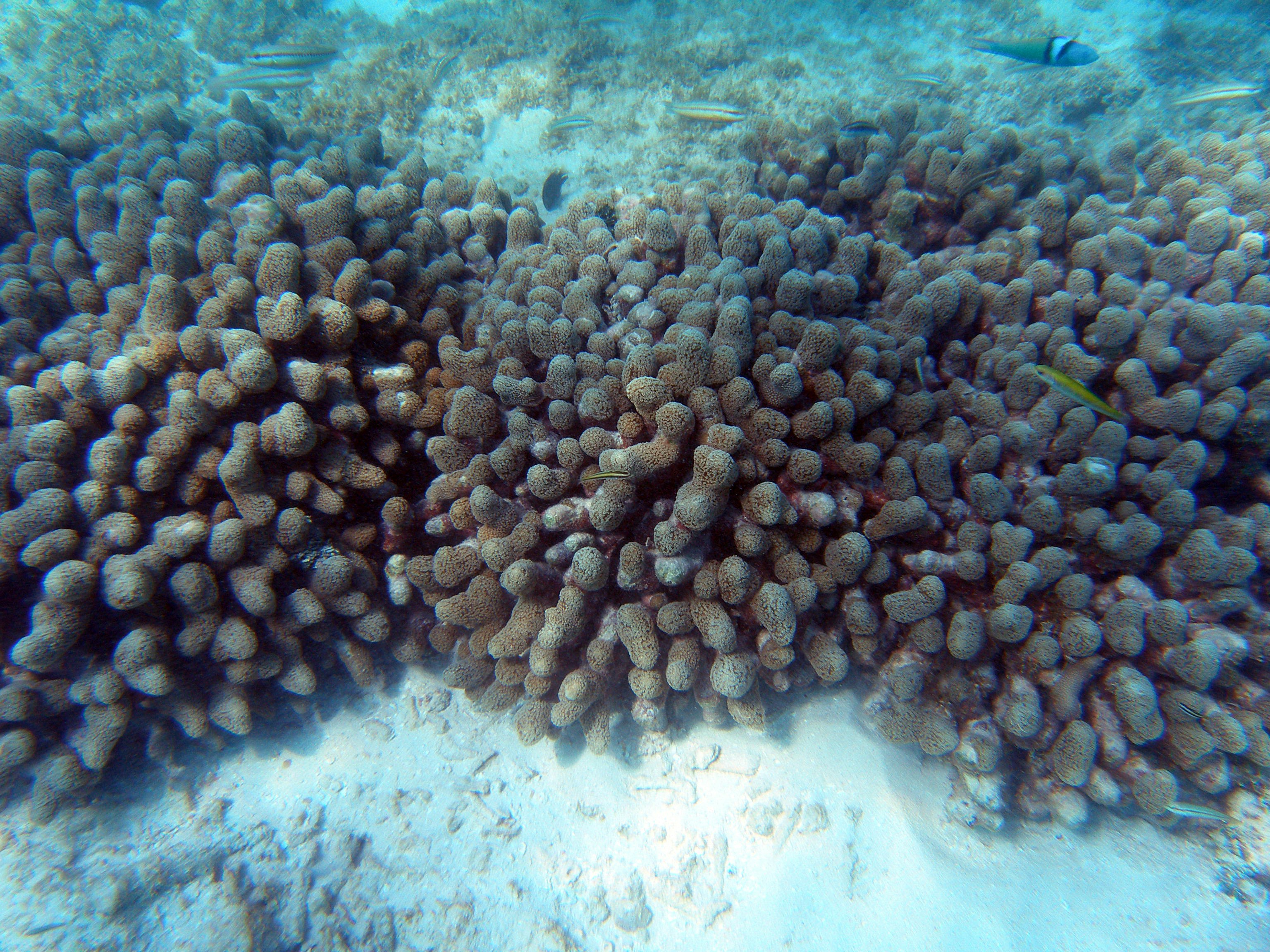 Reef scene
