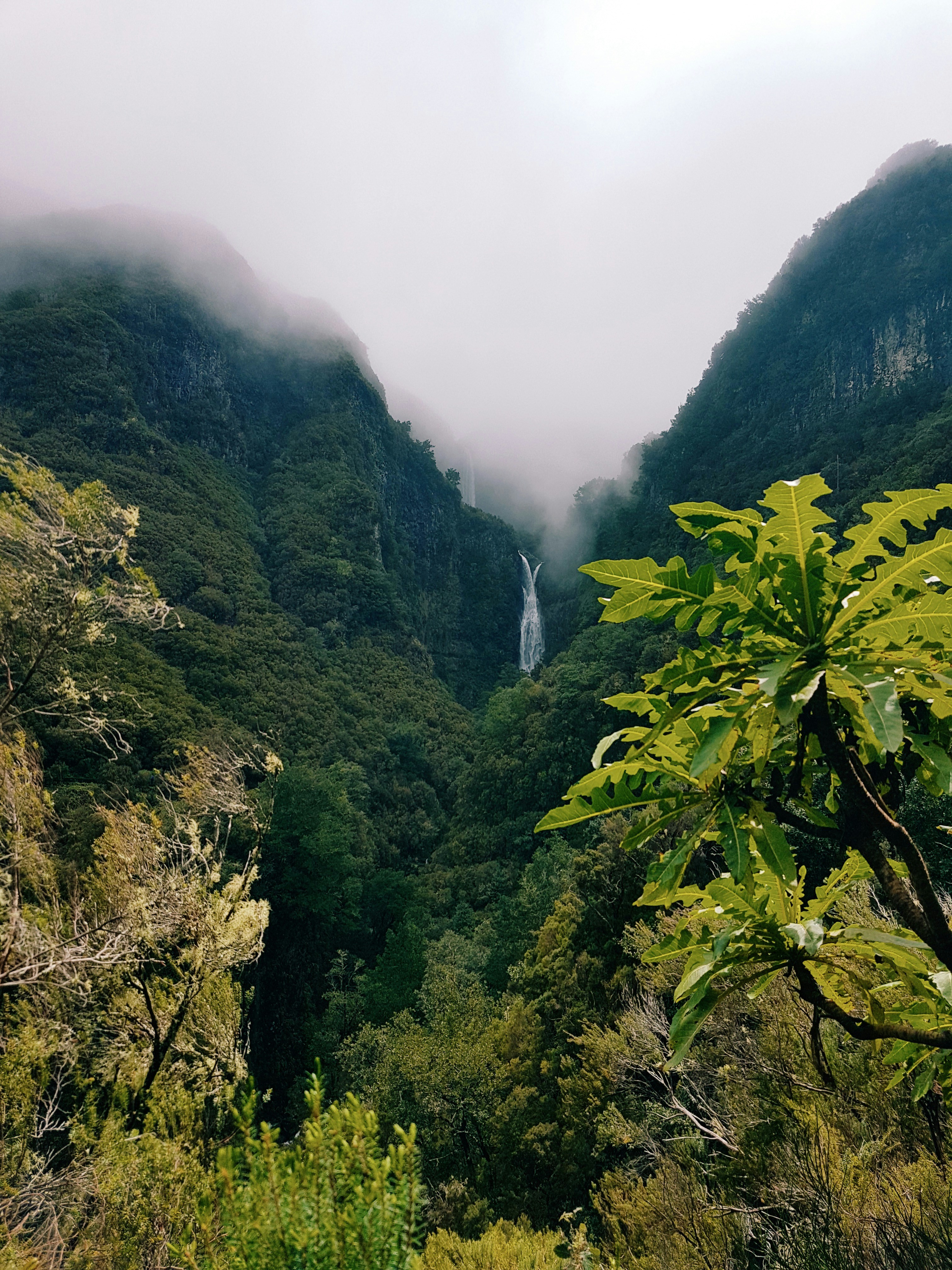 A hidden waterfall cascades through a verdant valley, enveloped by mist and lush foliage. The scene captures the serene beauty of nature's untouched landscape.