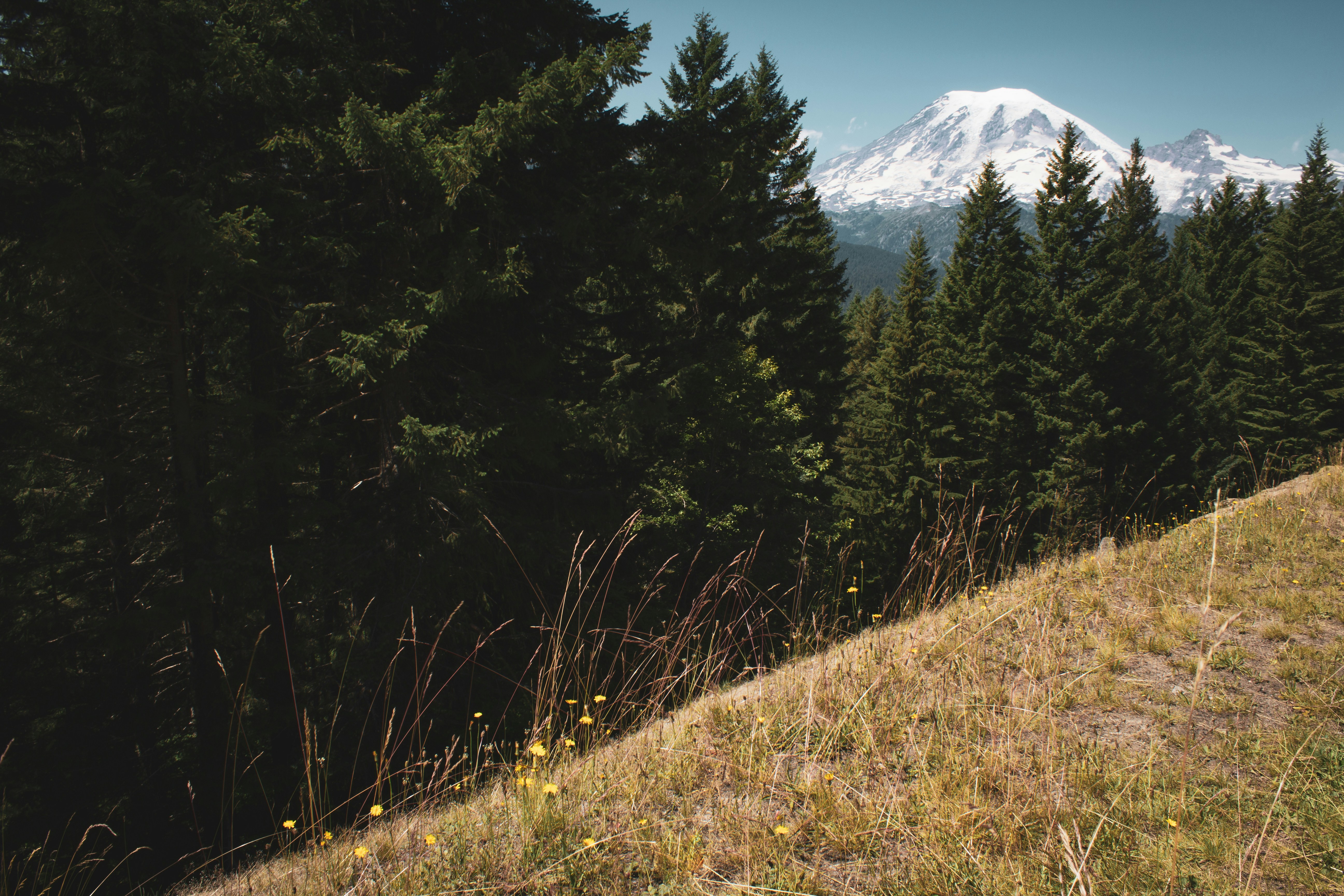 Snow-Capped Summit Looms Over a Pine-Fringed Meadow