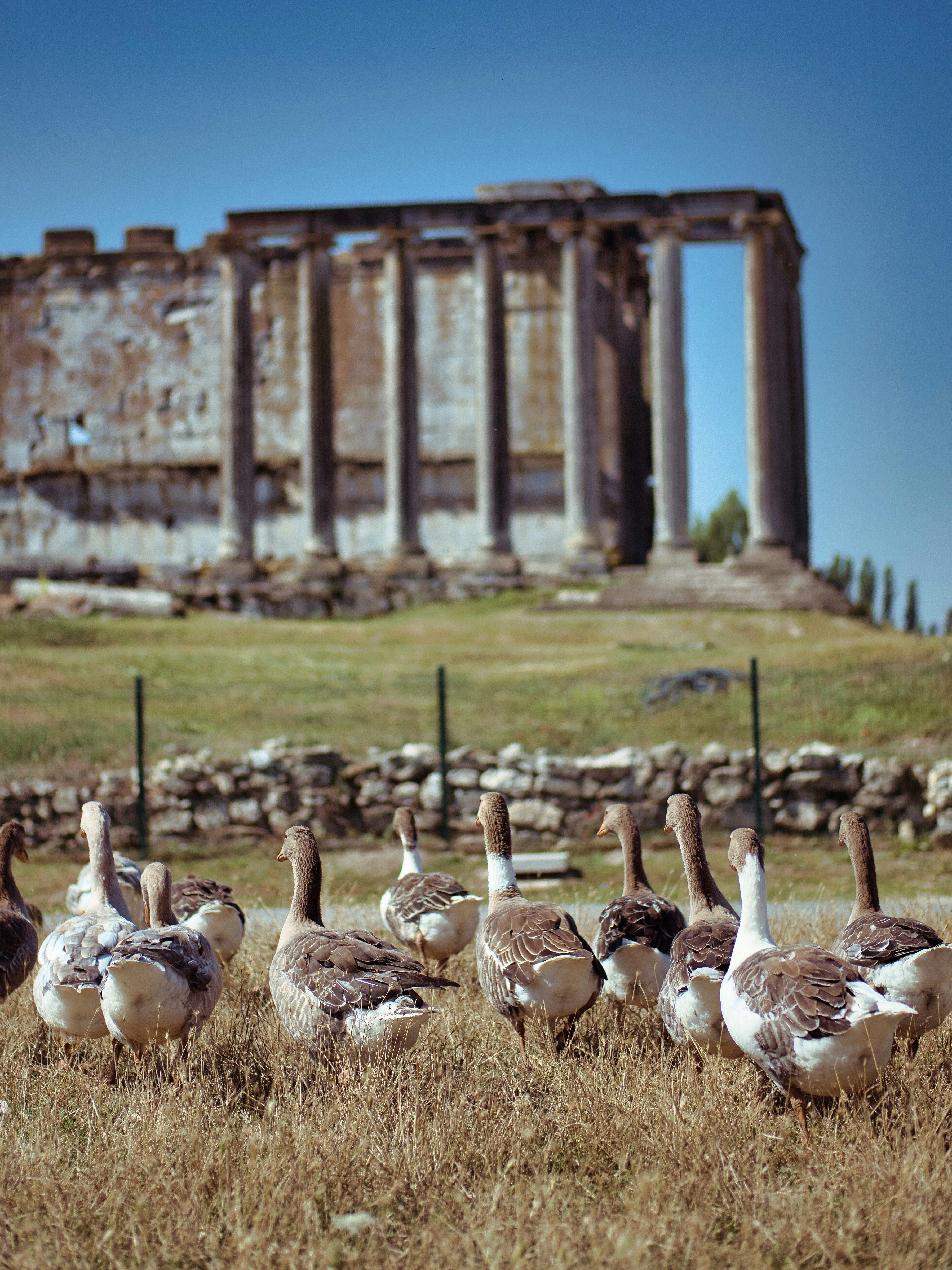 Geese foraging in a grassy field with ancient ruins in the background, showcasing a blend of nature and history.
