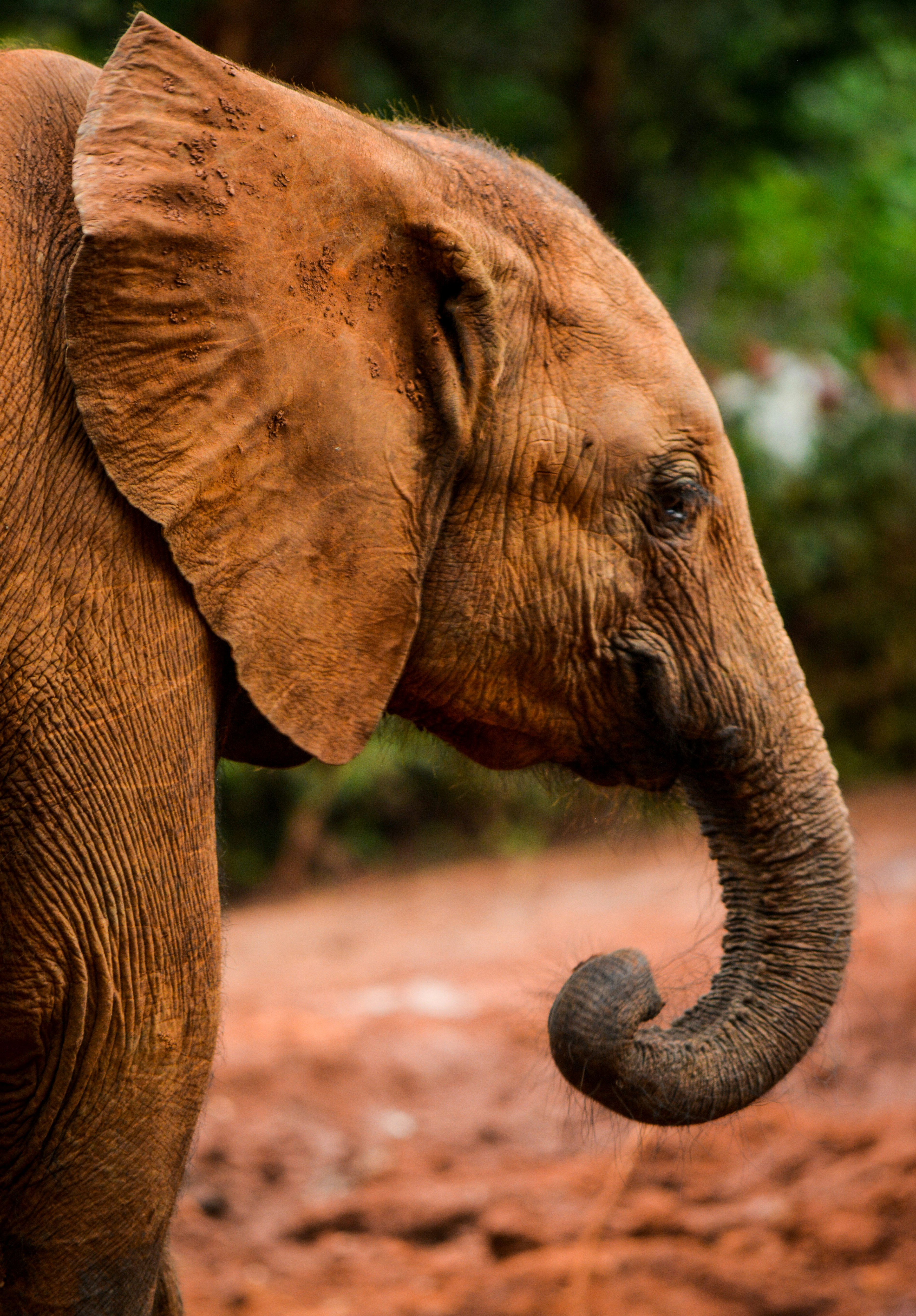Elephant Face Pictures | Download Free Images on Unsplash