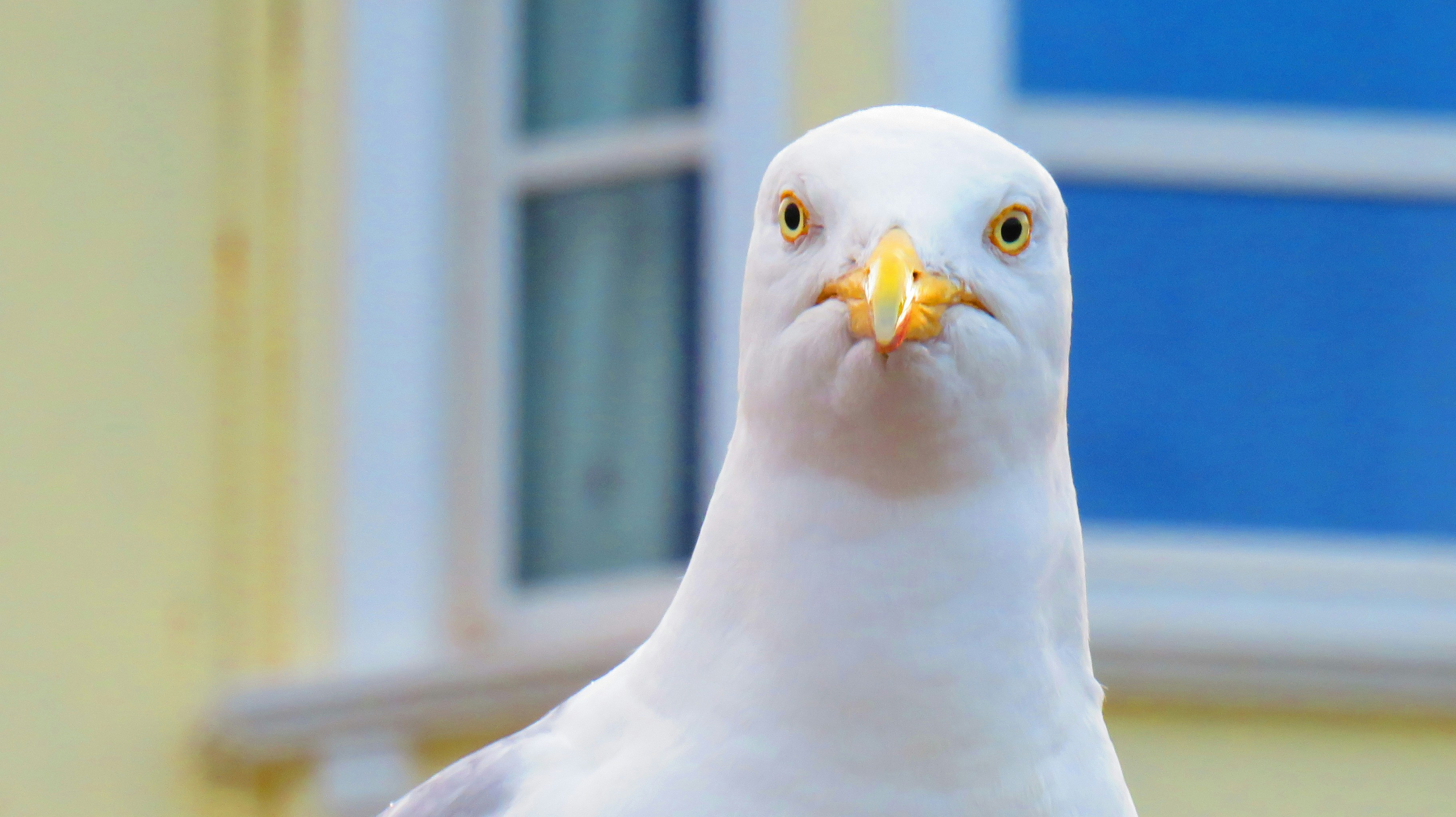 Seagull Close-Up: yellow-eyed stare against a pastel city façade