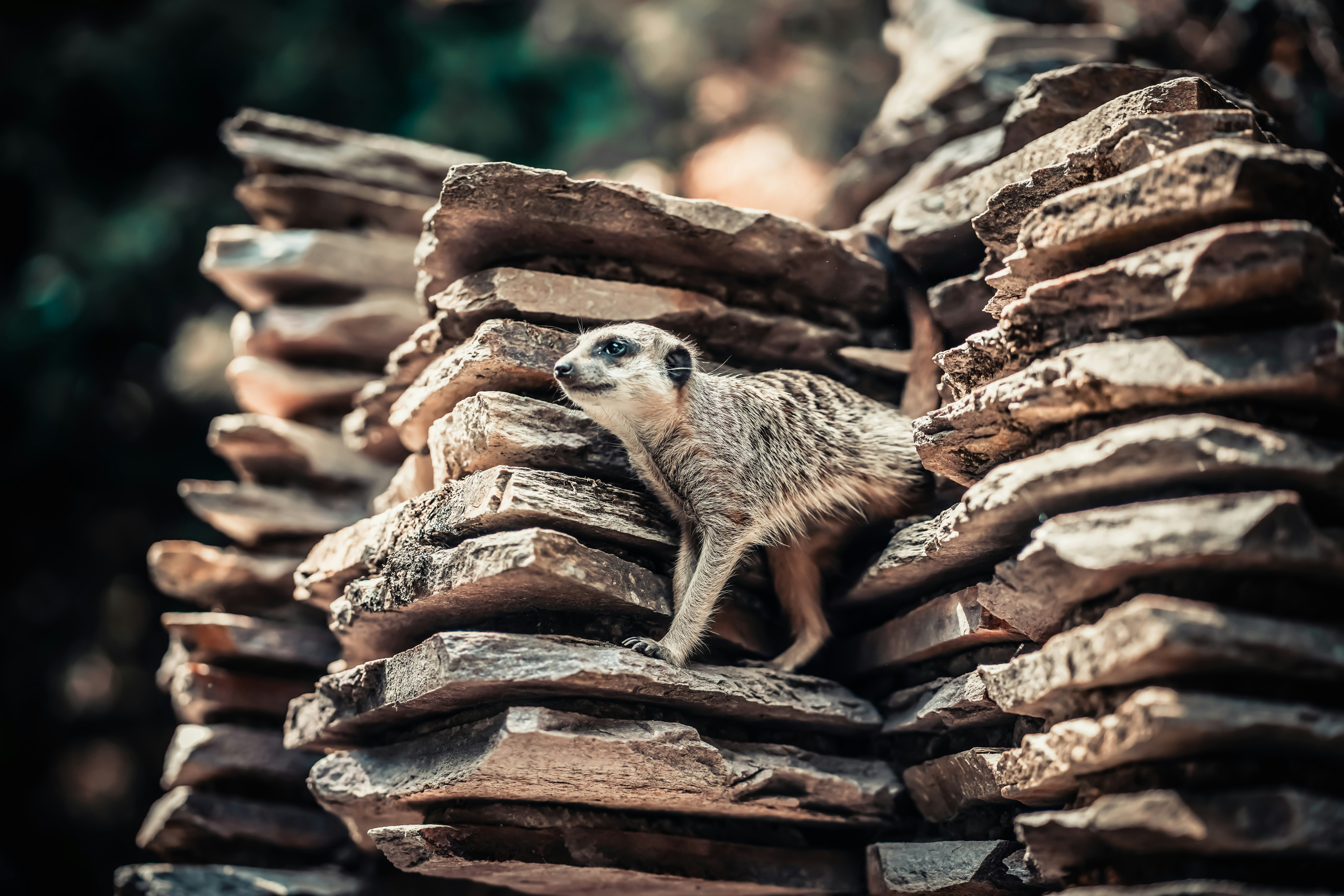 Meerkat perched among stacked stones, gazing attentively at its surroundings.
