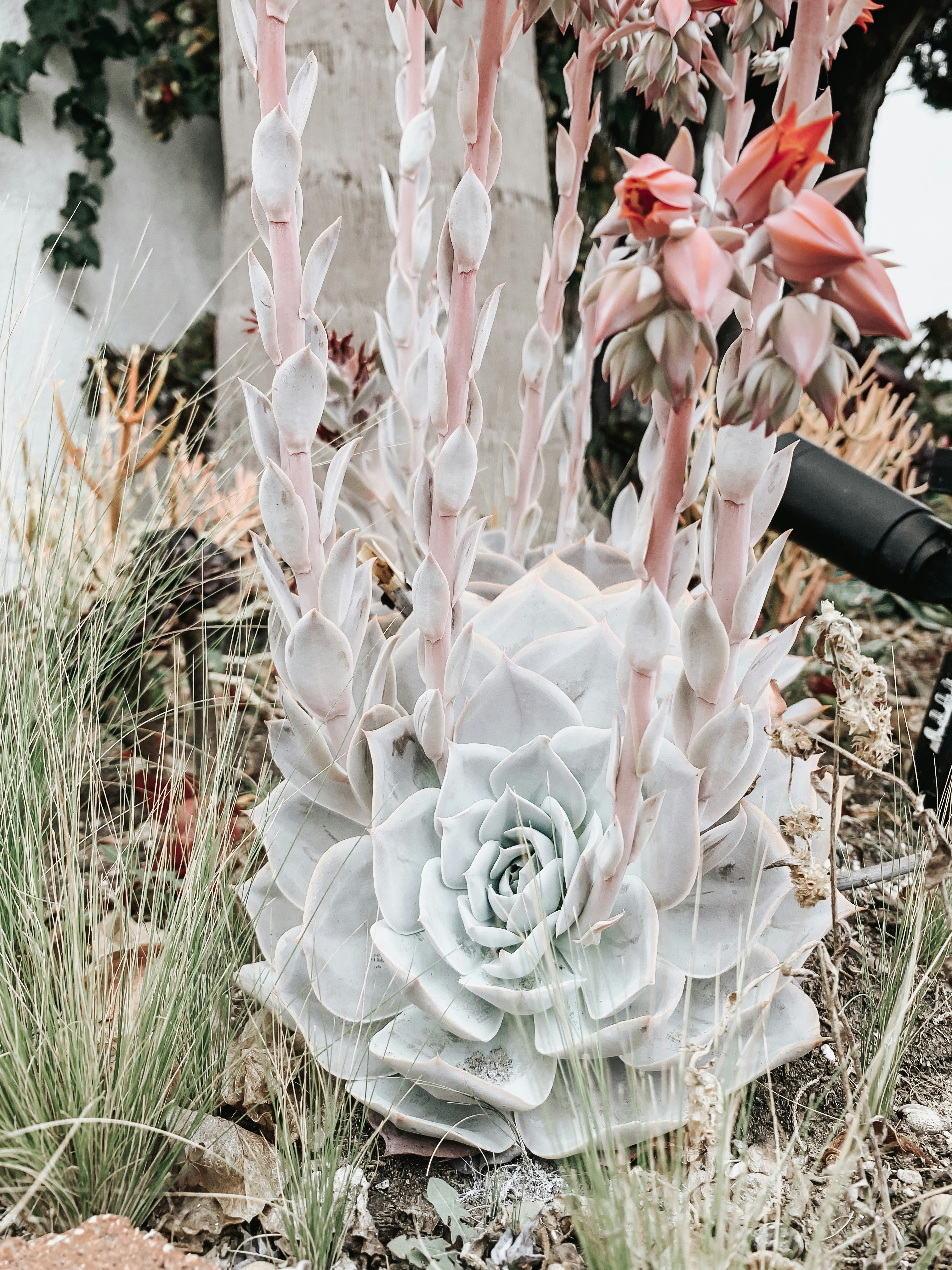 Ice Moonstone at Ground Level: A Succulent Portrait Surrounded by Desert Flora