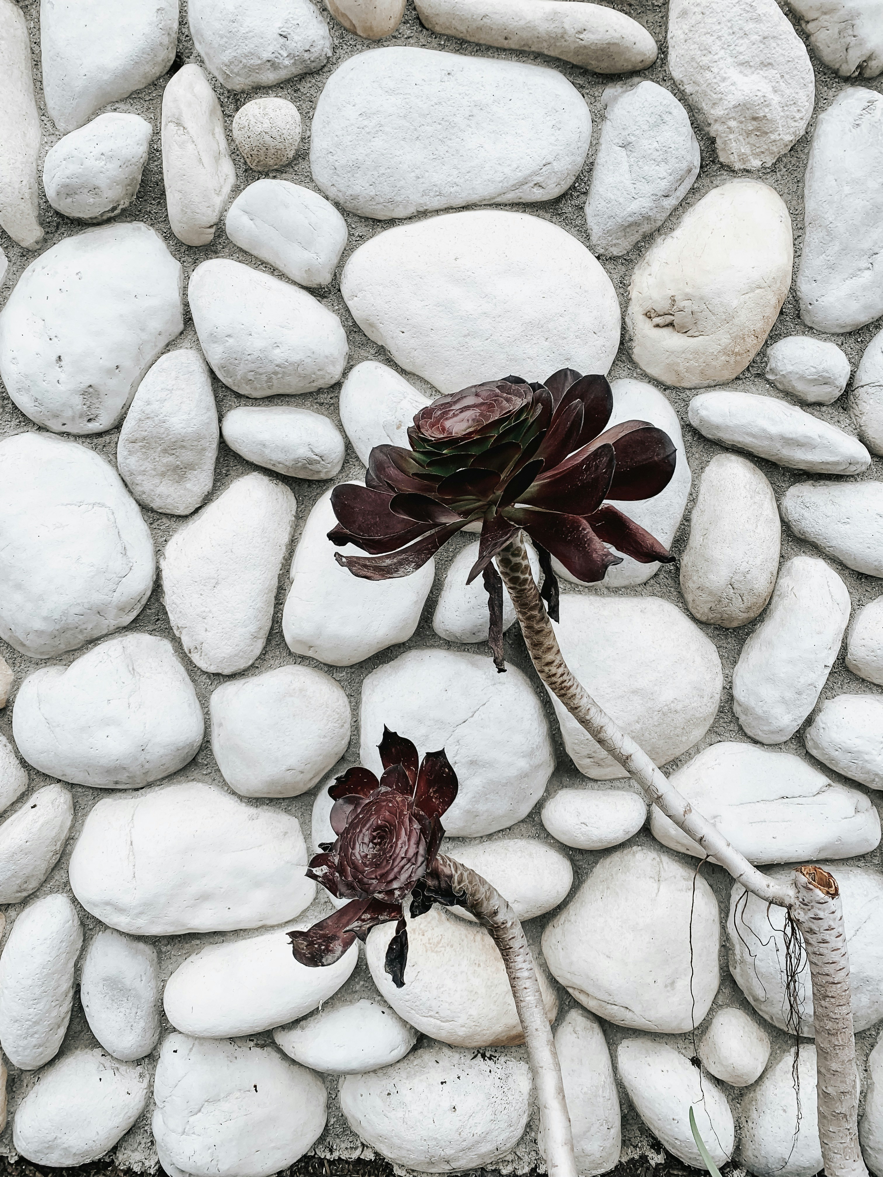 Succulent plants emerging against a textured stone wall, showcasing a contrast between organic and inorganic elements.