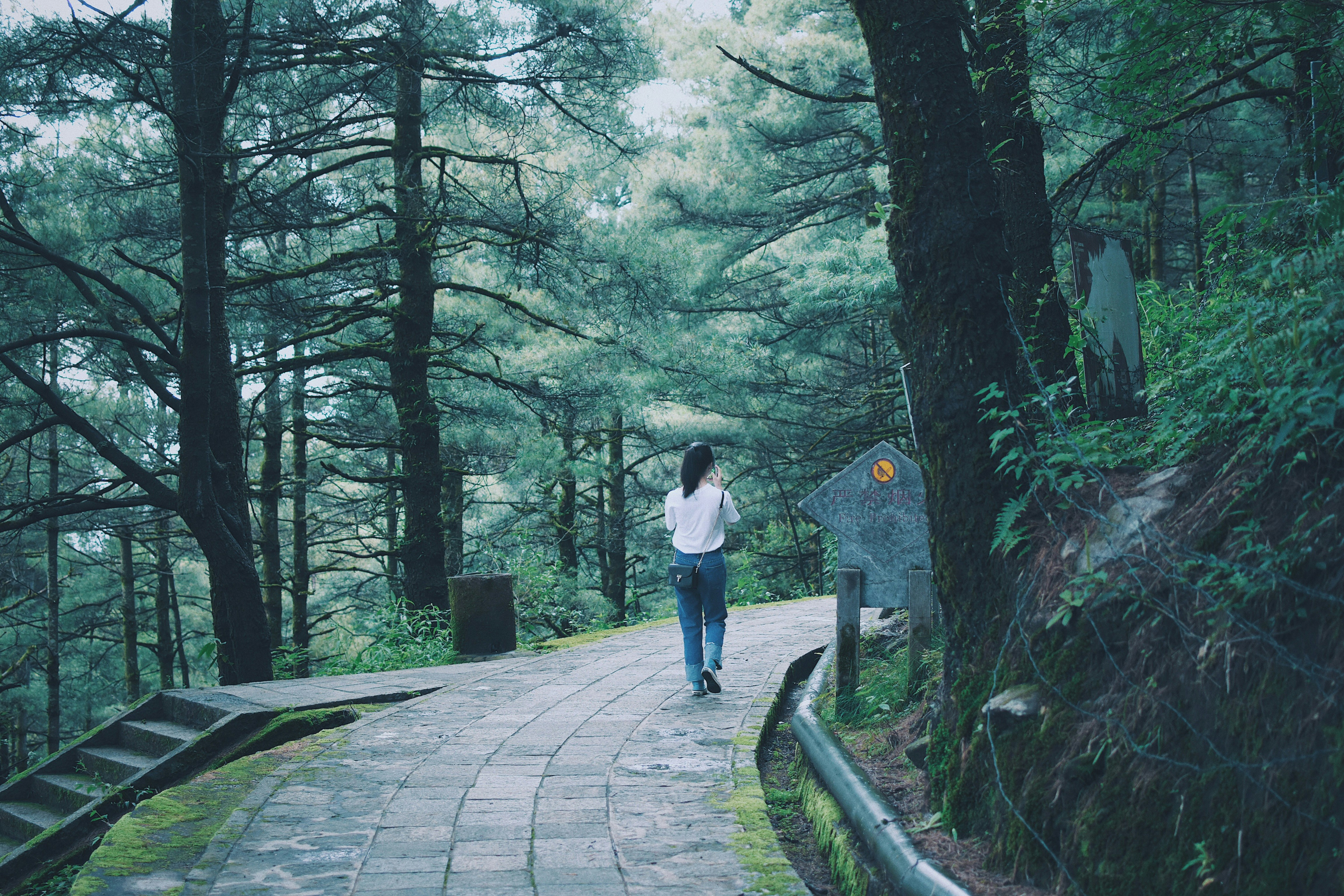 Woman walking on pathway lined with trees photo – Free Path Image on ...