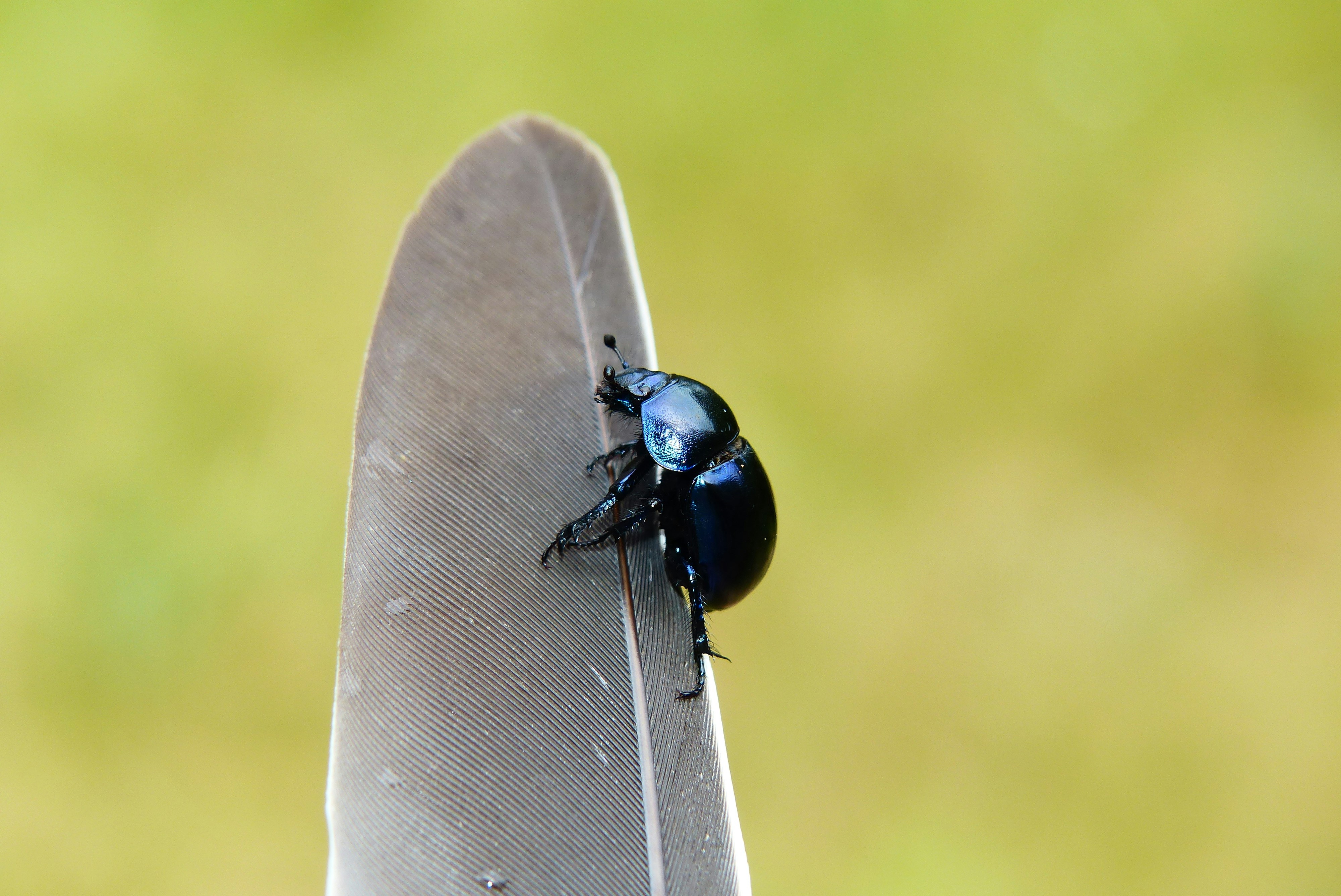 Azure Armor: Metallic Beetle on a Blade Against a Soft Green Backdrop