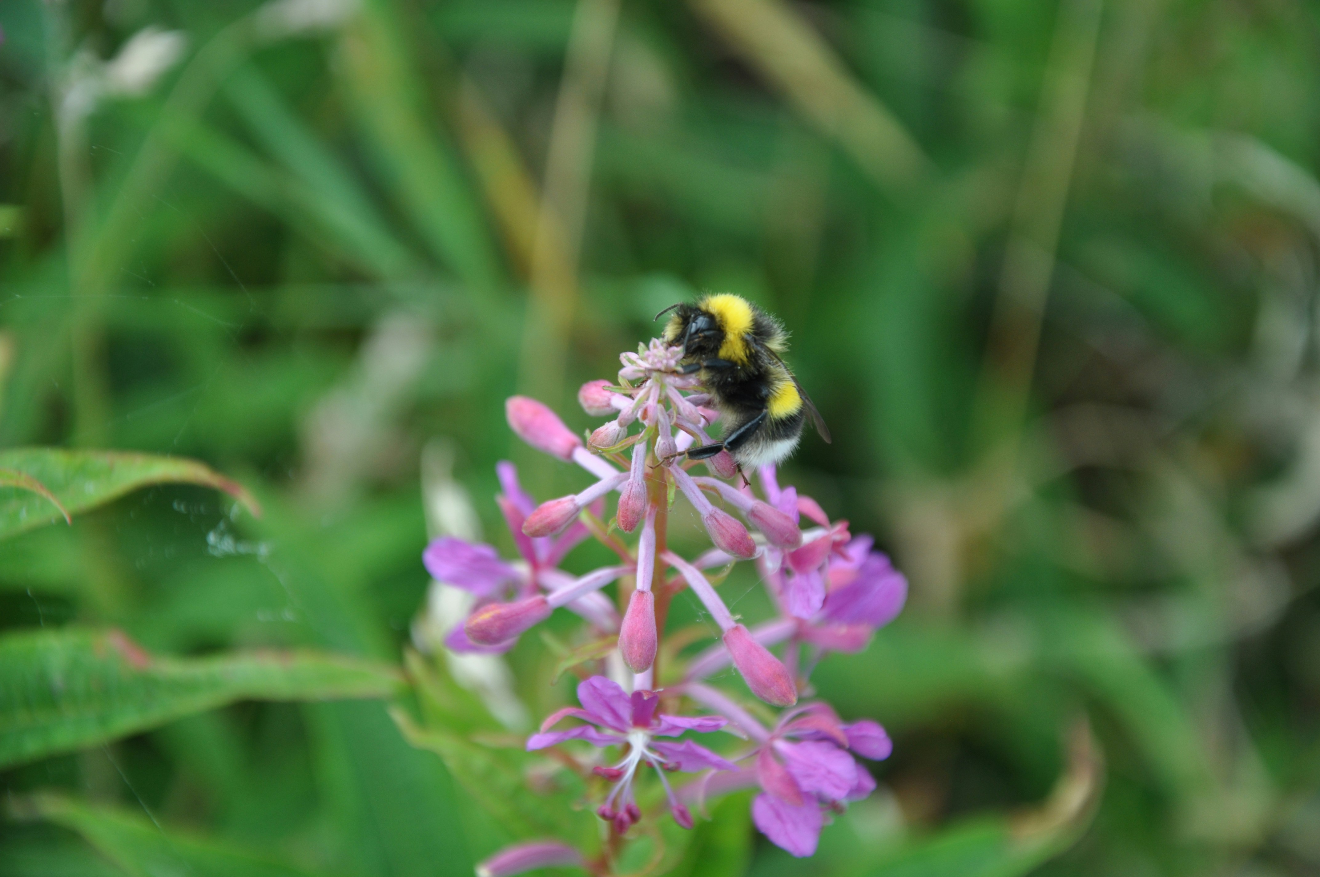 On a Pink Crown: A Bumblebee in a Quiet Meadow