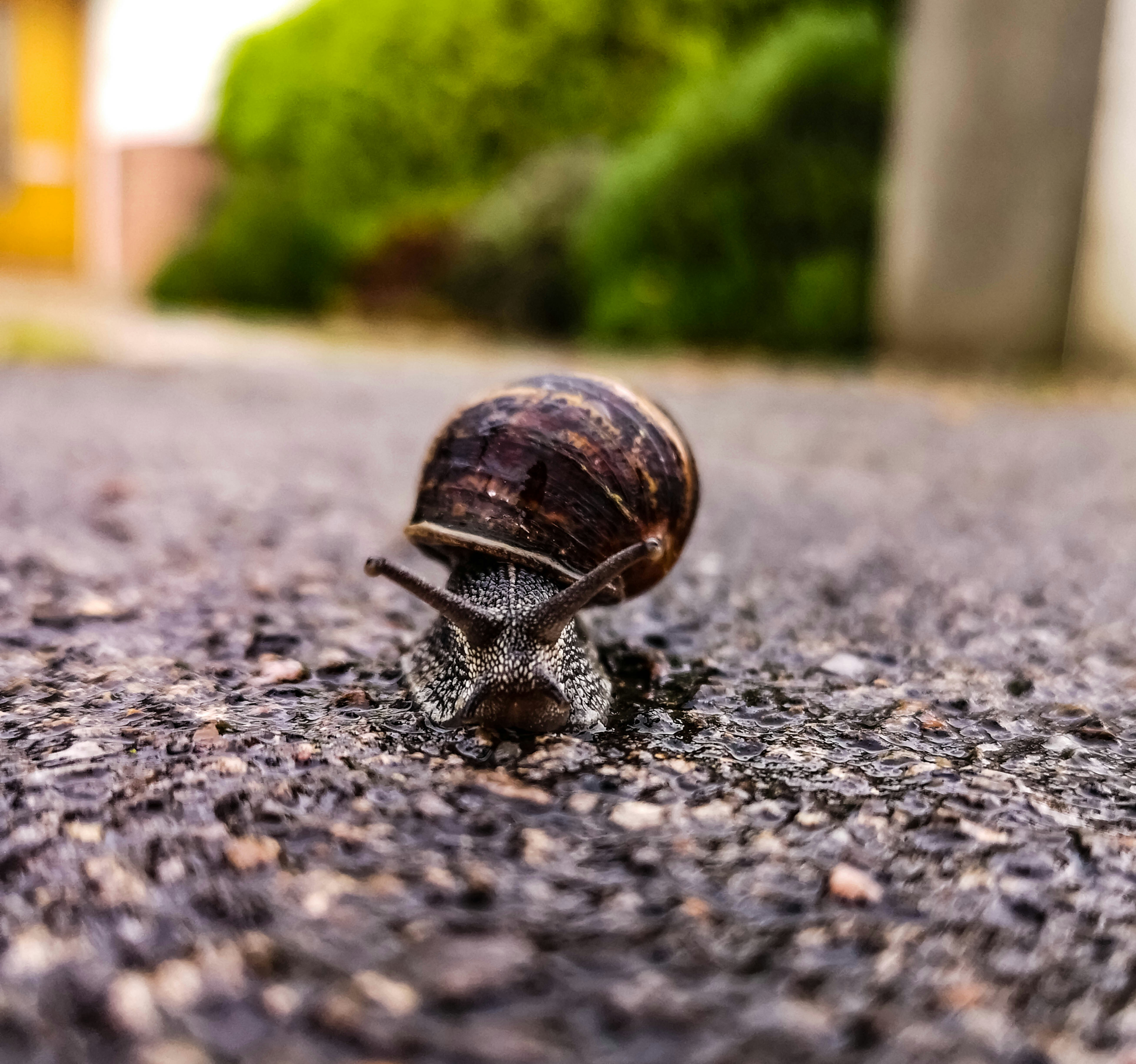 selective focus photography of brown snail