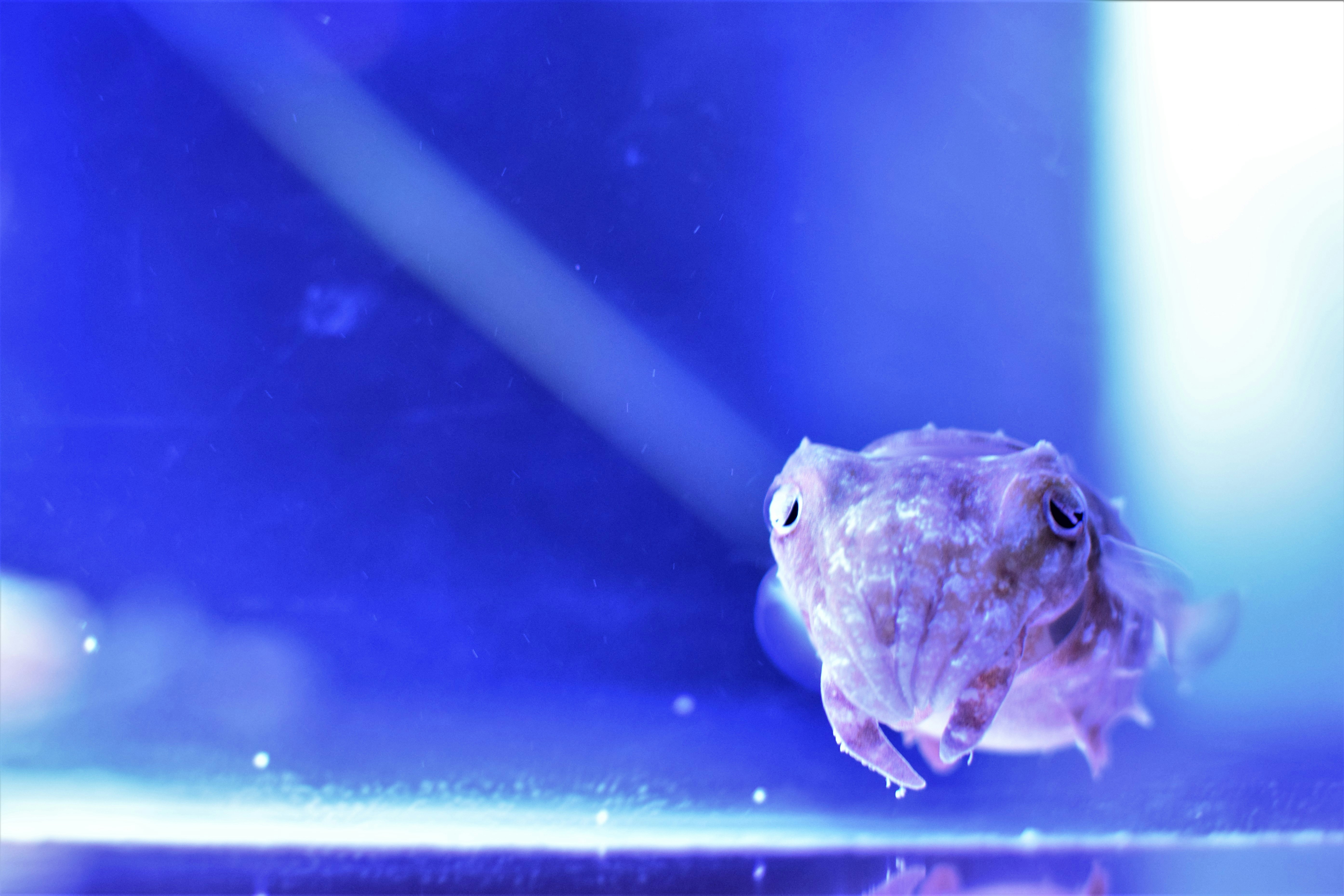 Glimmering Violet Puffer at the Glass in an Azure Aquarium