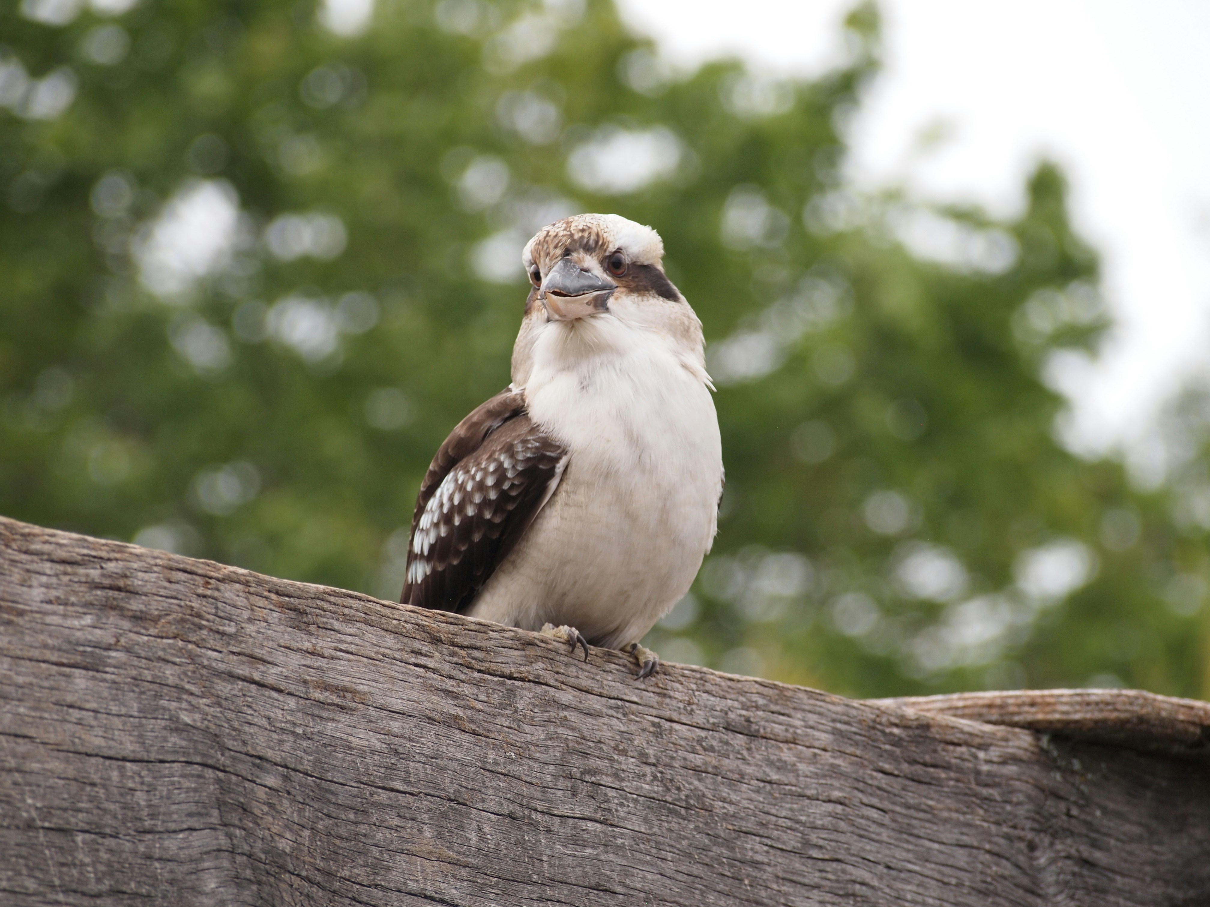 Perched Kookaburra on Weathered Log, Quiet Watcher of the Green