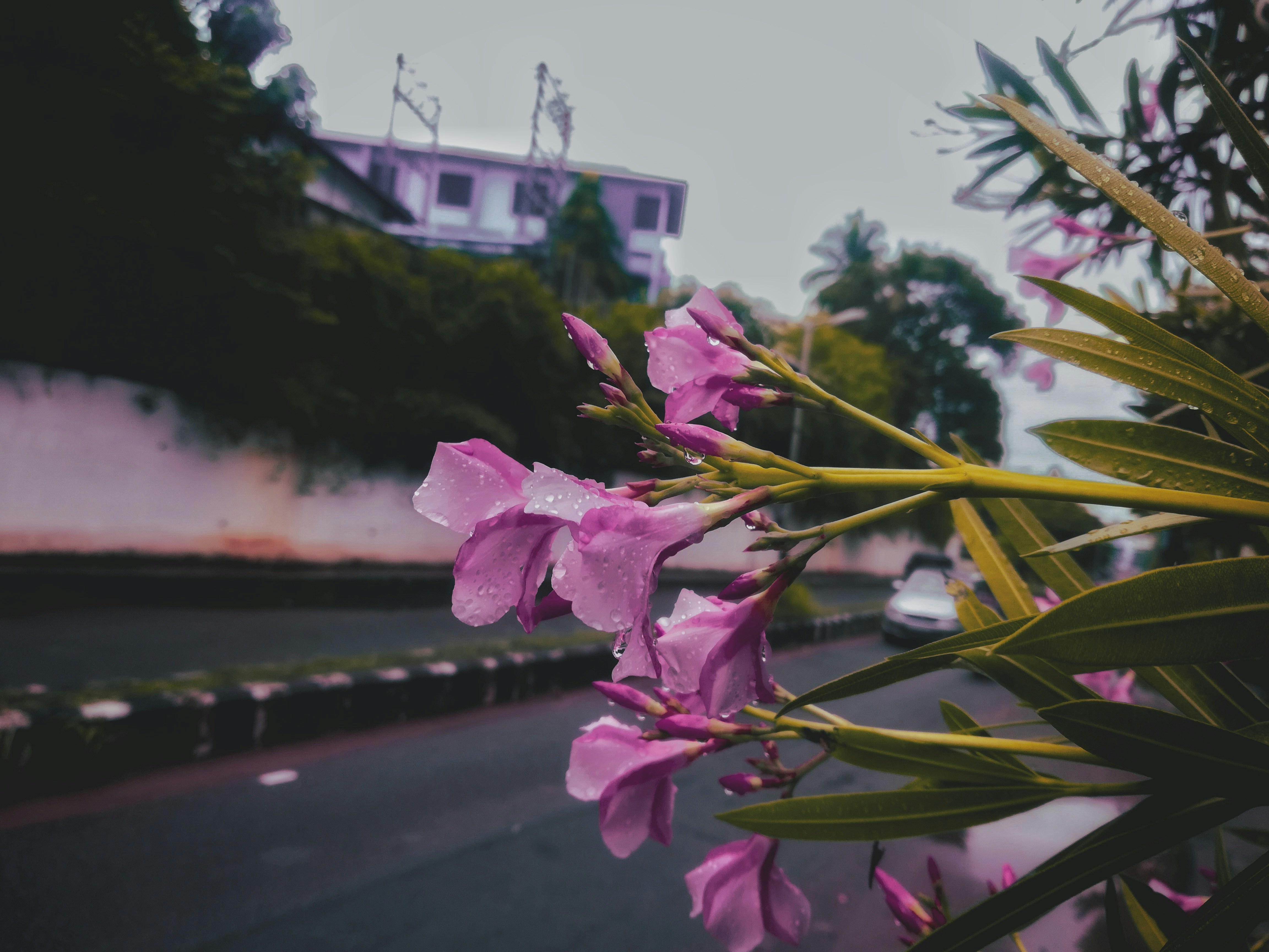 Sample photo from Honor 7X