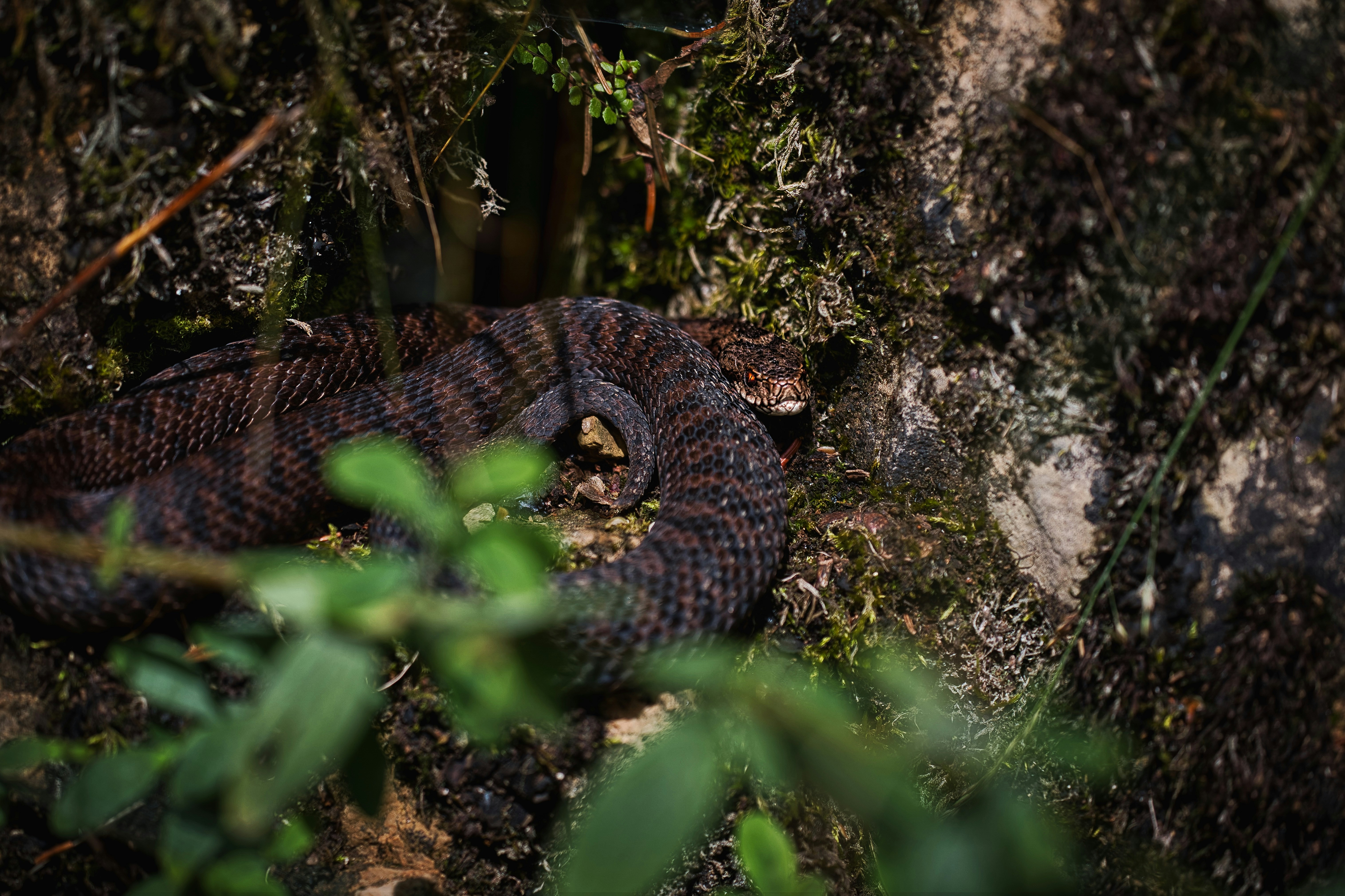 Brown and gray snake photo – Free Green Image on Unsplash
