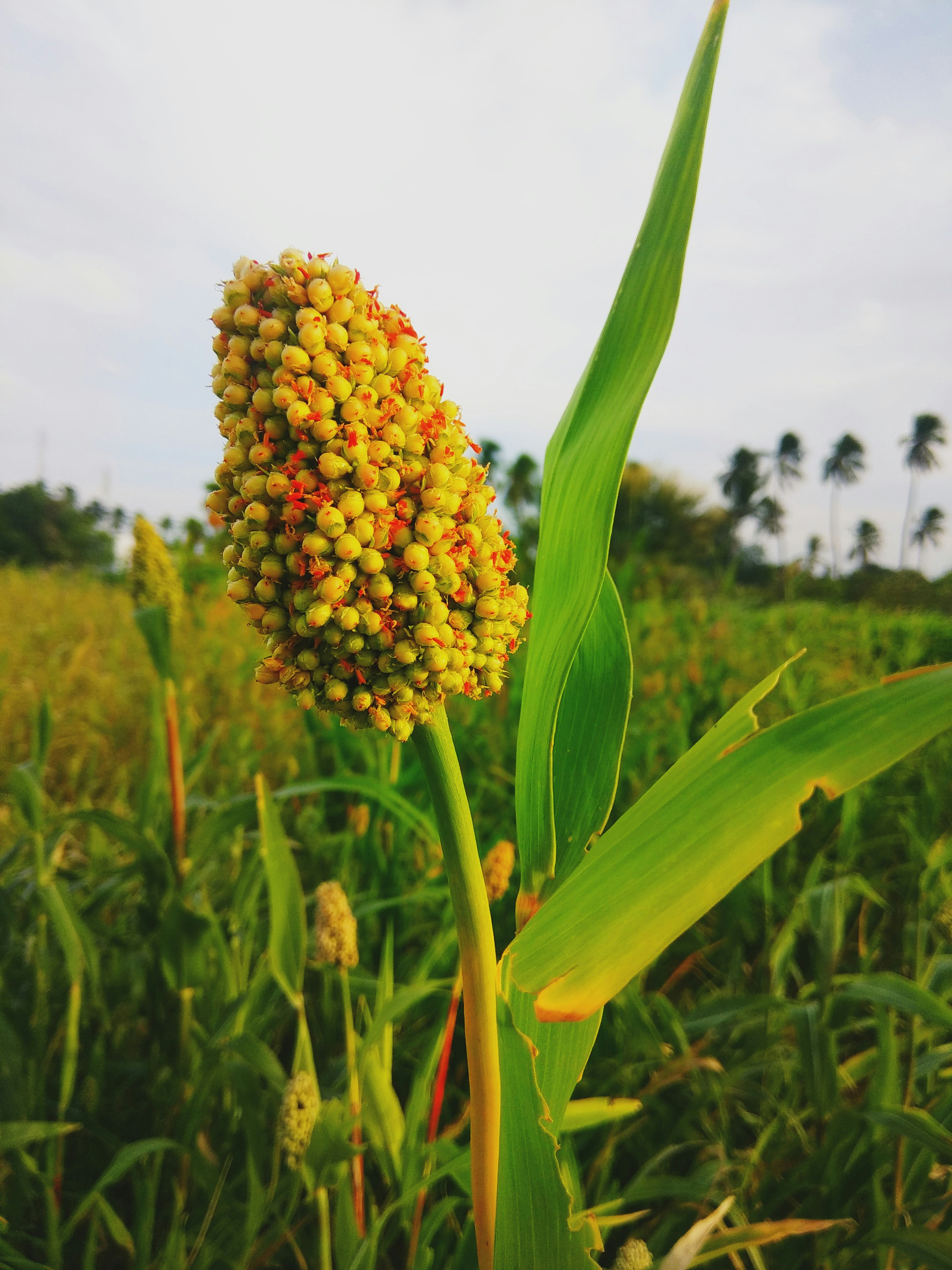 Close-up of a vibrant grain plant with clusters of yellow-green seeds, surrounded by lush green foliage under a cloudy sky.