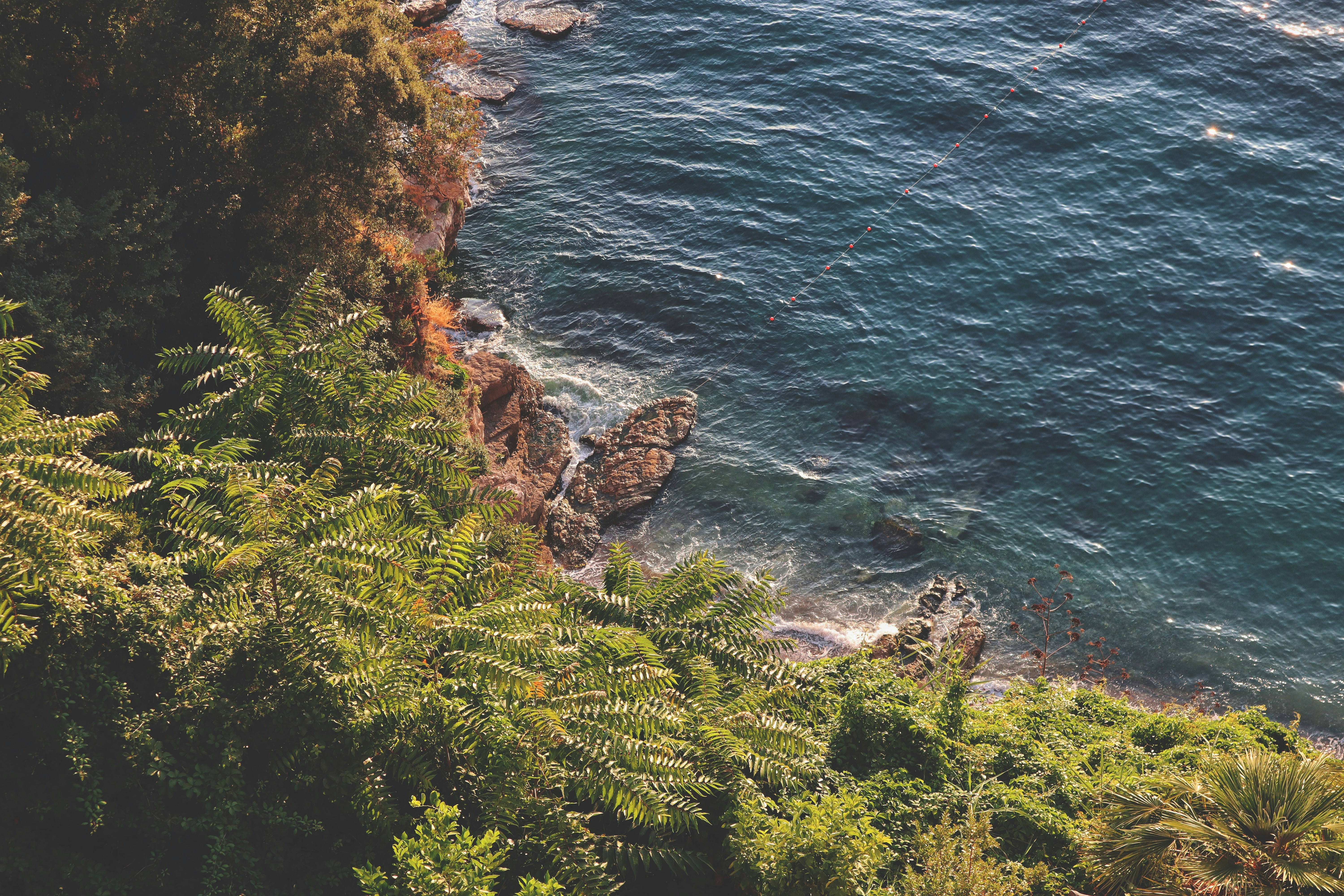 Trees near ocean photo – Free Grey Image on Unsplash
