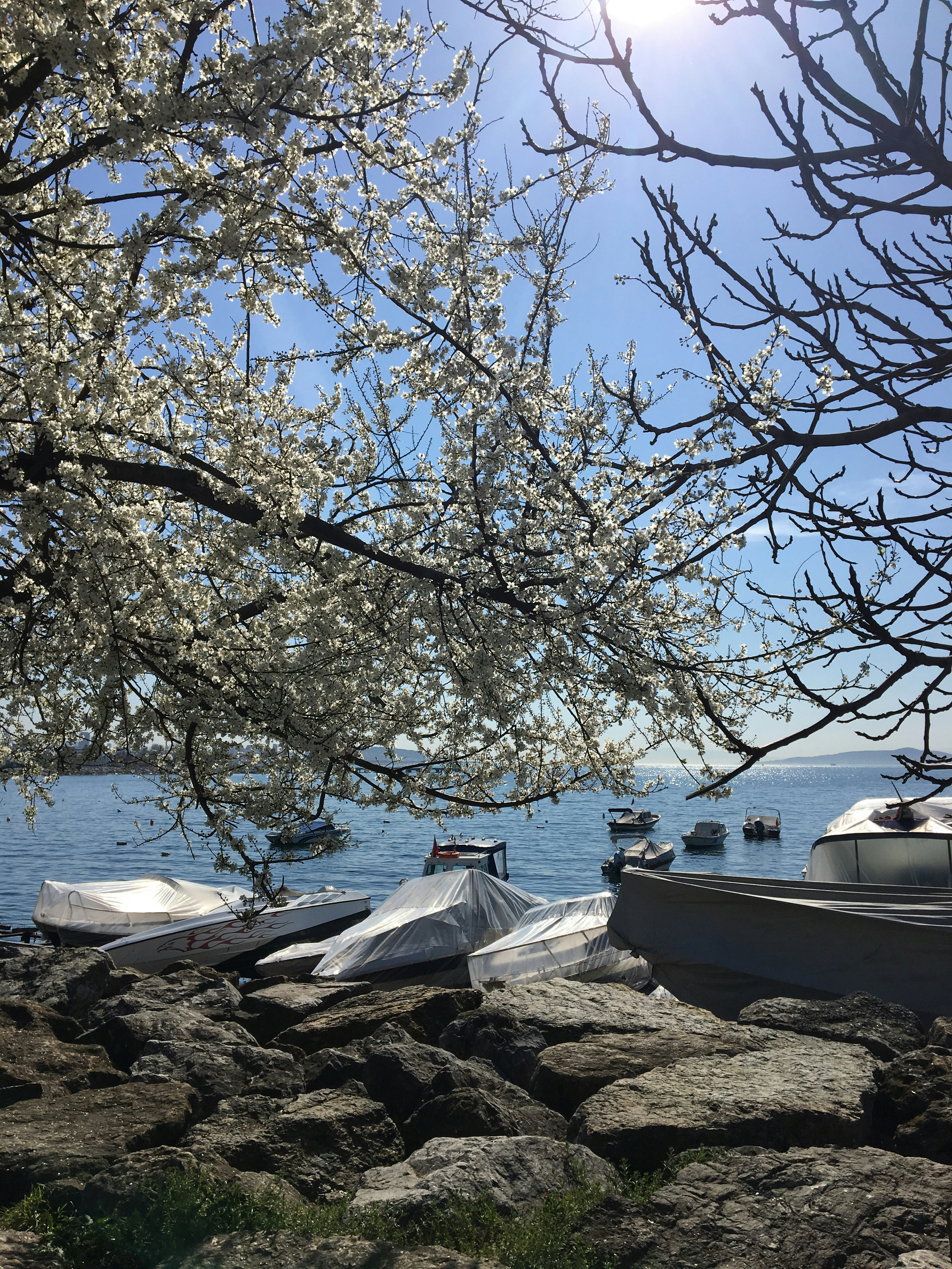 Blossoming tree branches frame a tranquil waterfront scene with moored boats and glistening water under a bright sky.