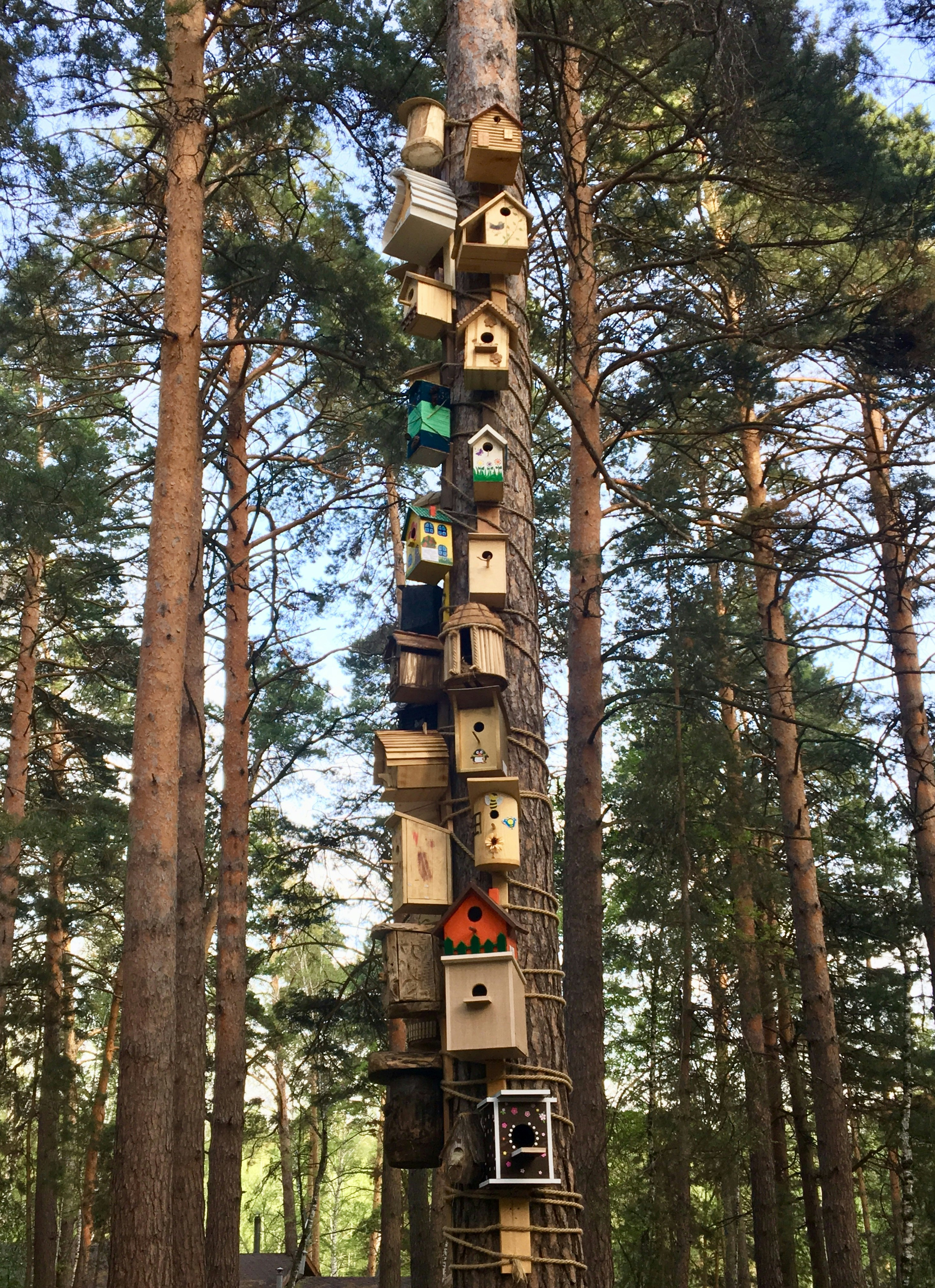 Nest Tower: A Vertical Village of Birdhouses Climbing the Pine