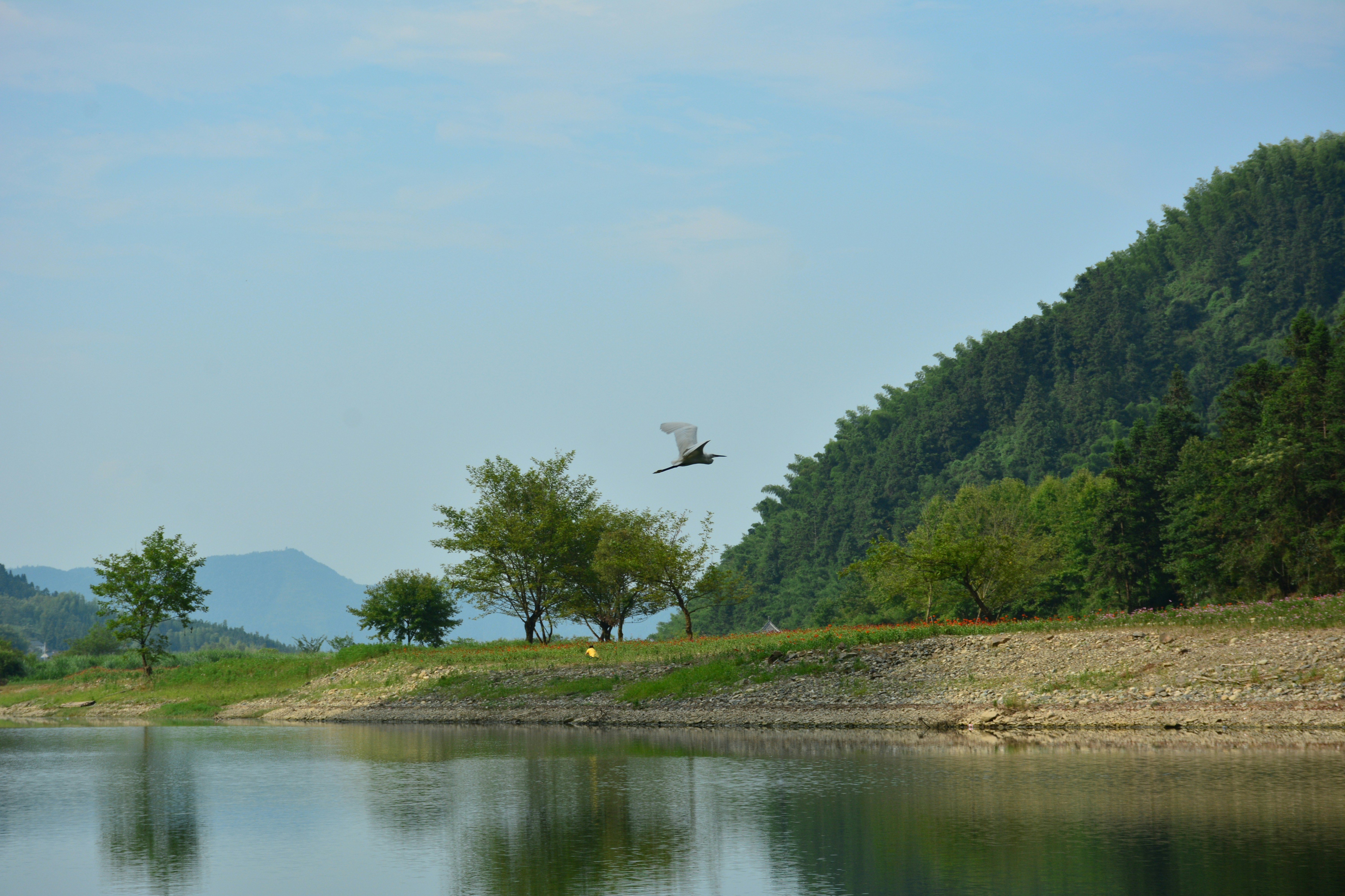 Crane in Flight Over a Quiet Lakeshore