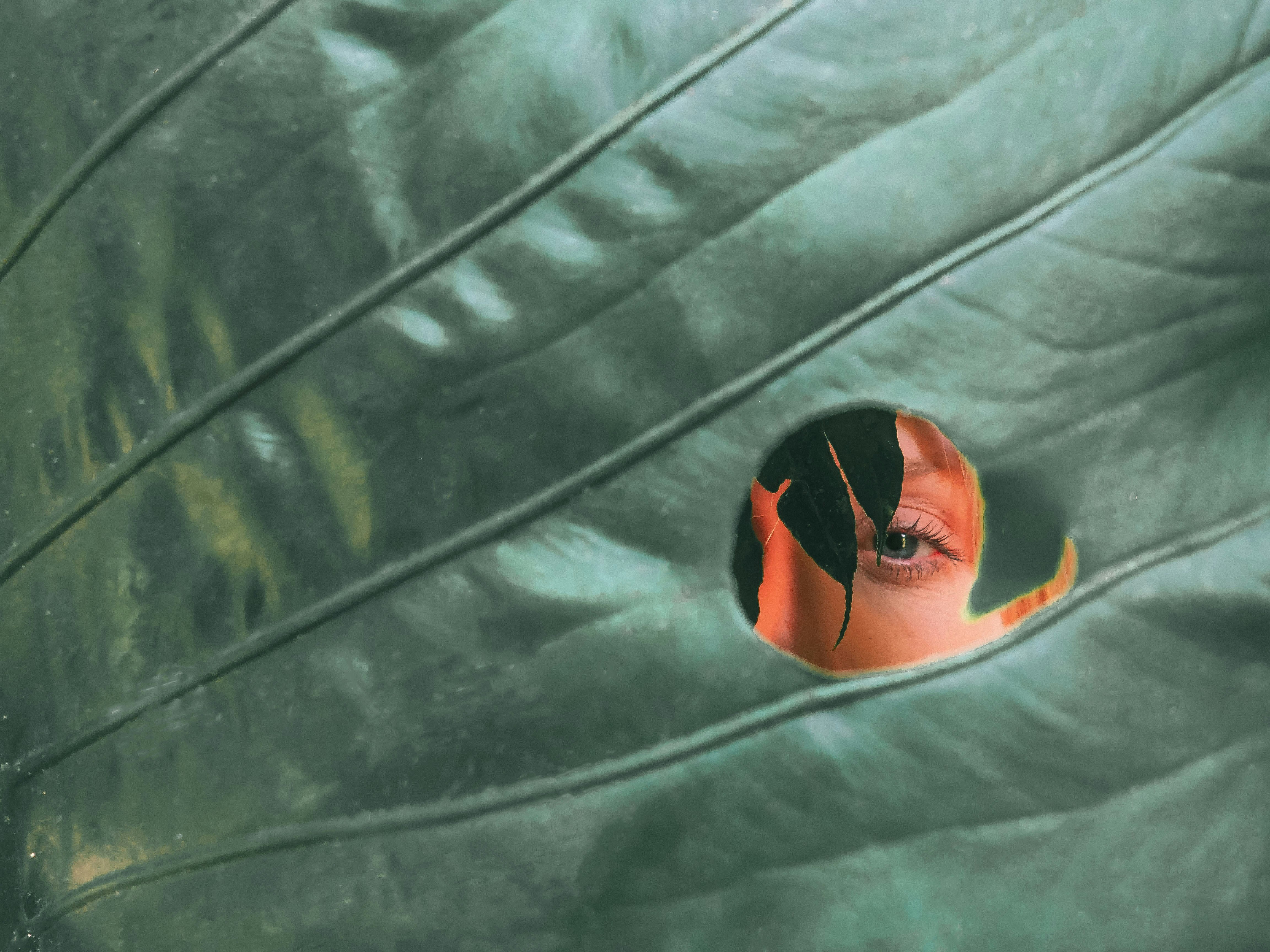 Peek Through a Leaf's Circular Tear: An Eye Revealed