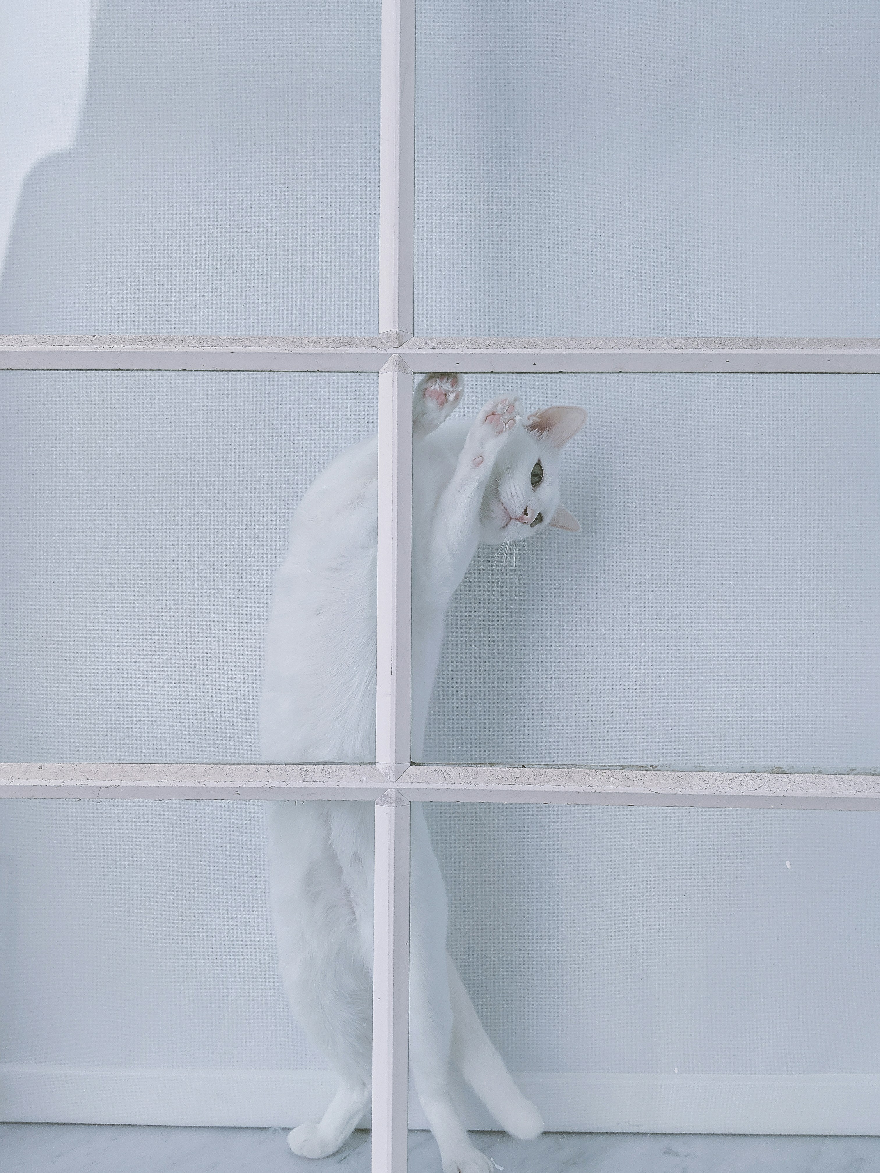 A playful white cat stretches against a glass window, its paws reaching out as it explores its surroundings.