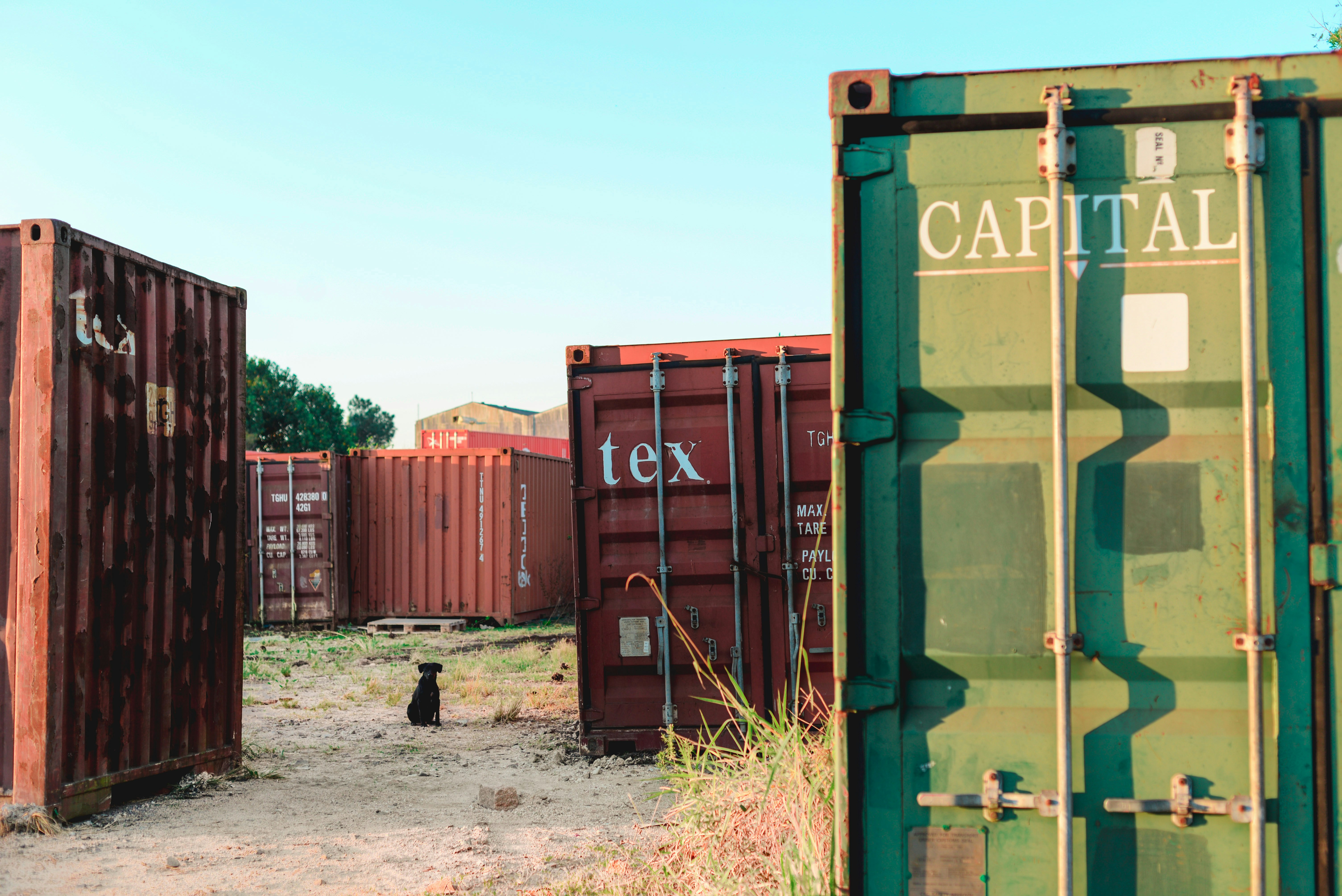 Hidden Cat Amid Freight: A Quiet Yard of Weathered Containers