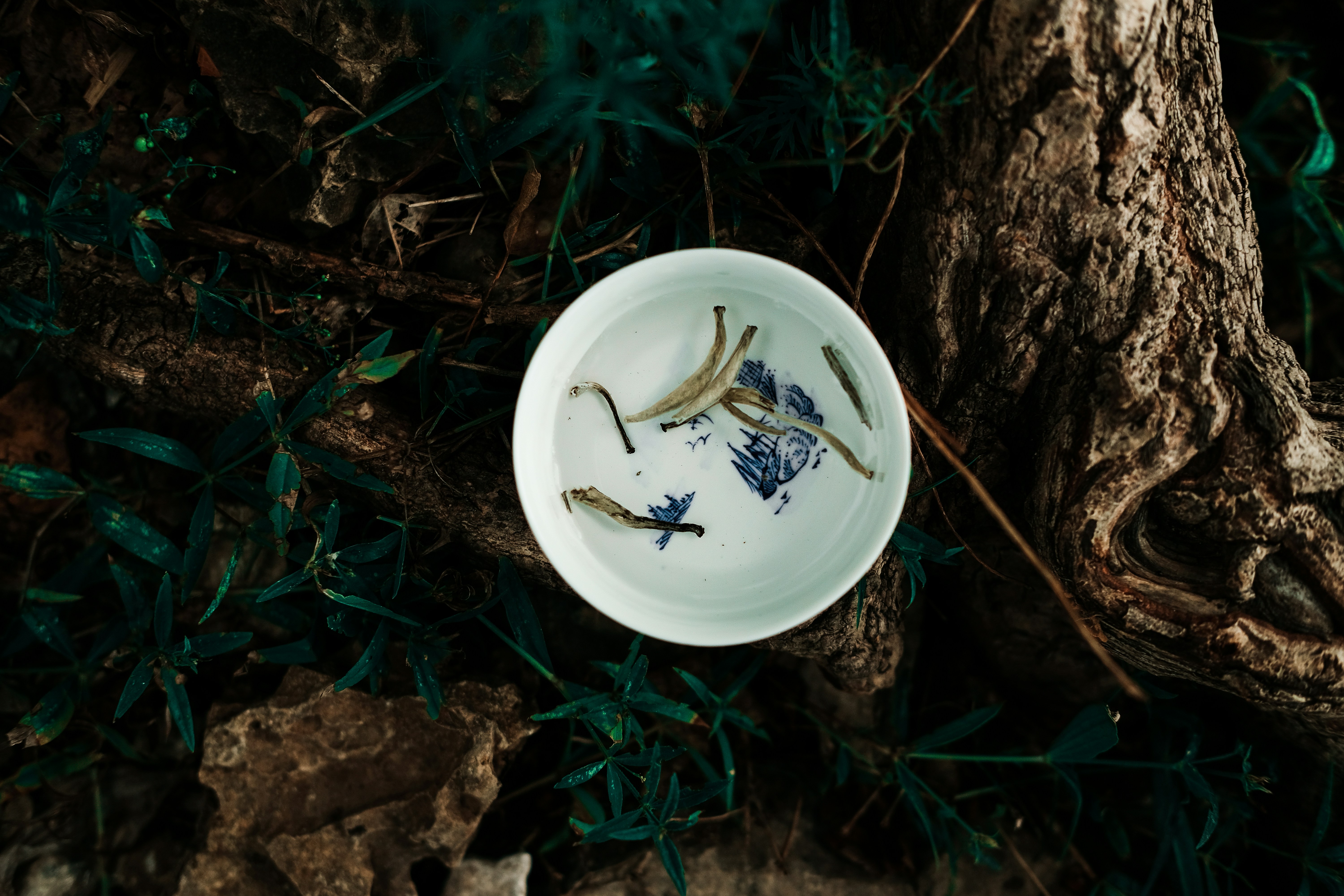 round white ceramic bowl
